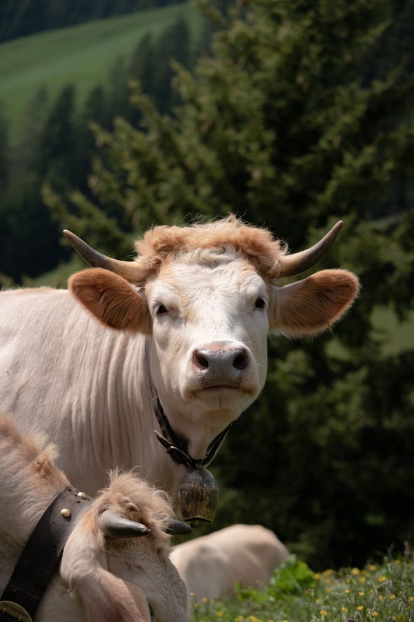 4k Cow Photos, Download The BEST Free 4k Cow Stock Photos & HD Images