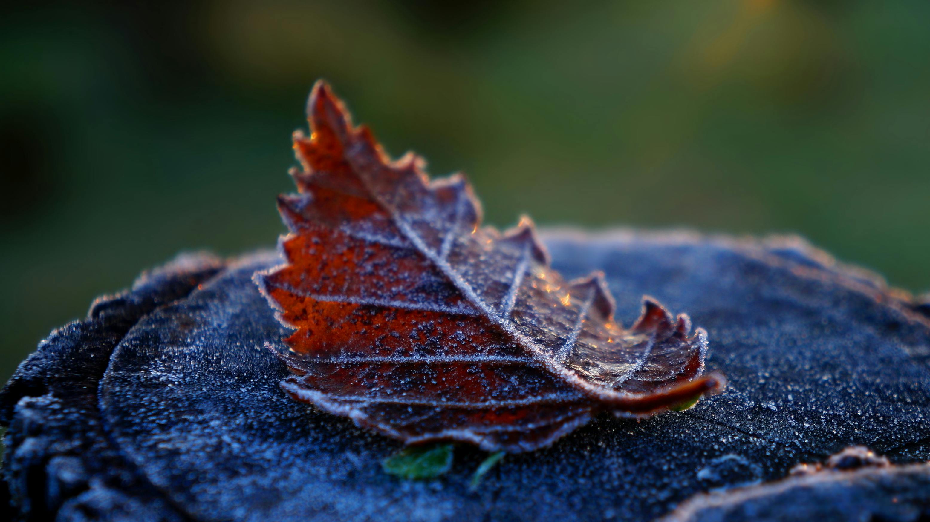 Close-up of Tree Stump · Free Stock Photo