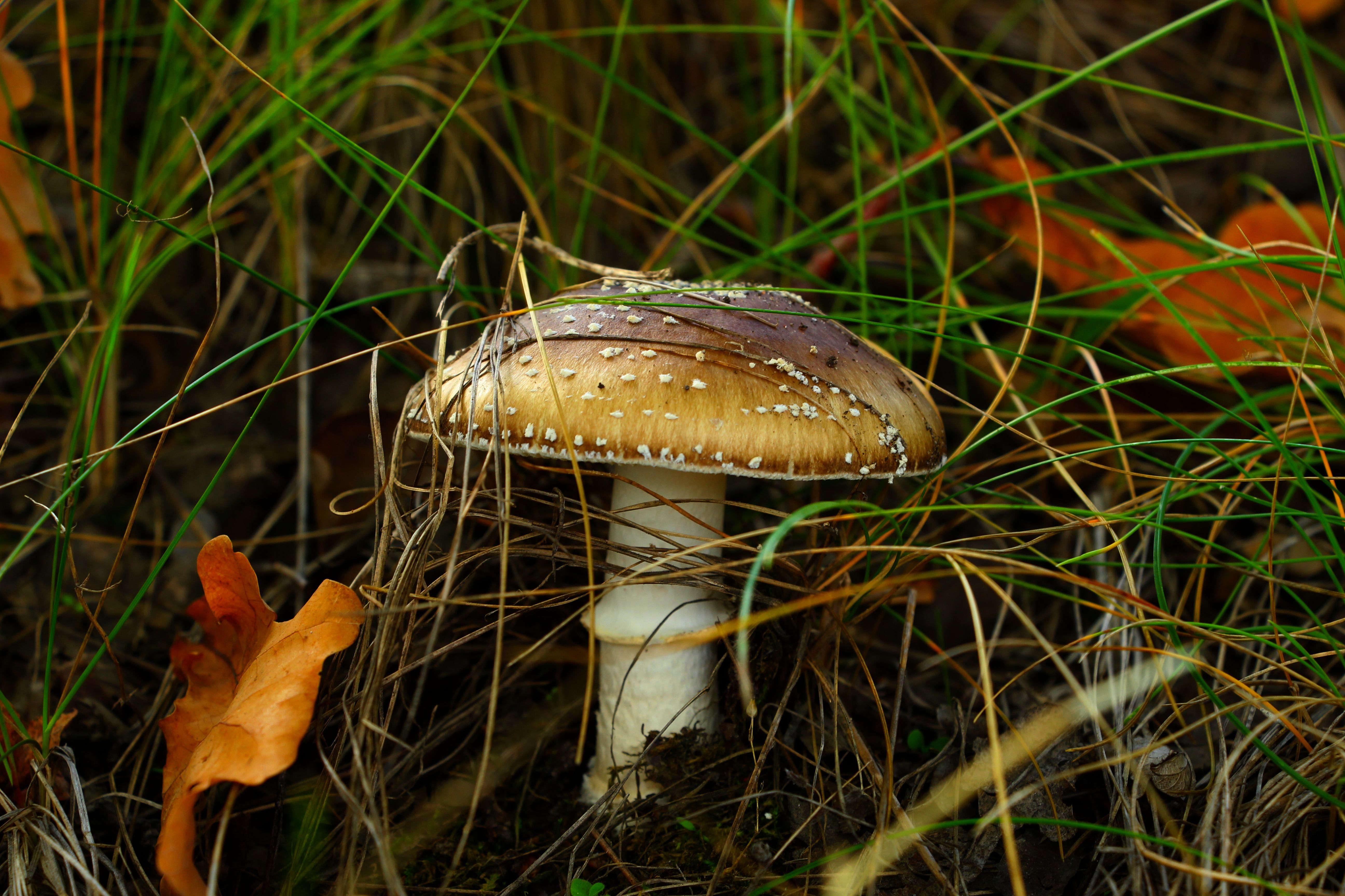 Spore Di Funghi Photos, Download The BEST Free Spore Di Funghi Stock ...