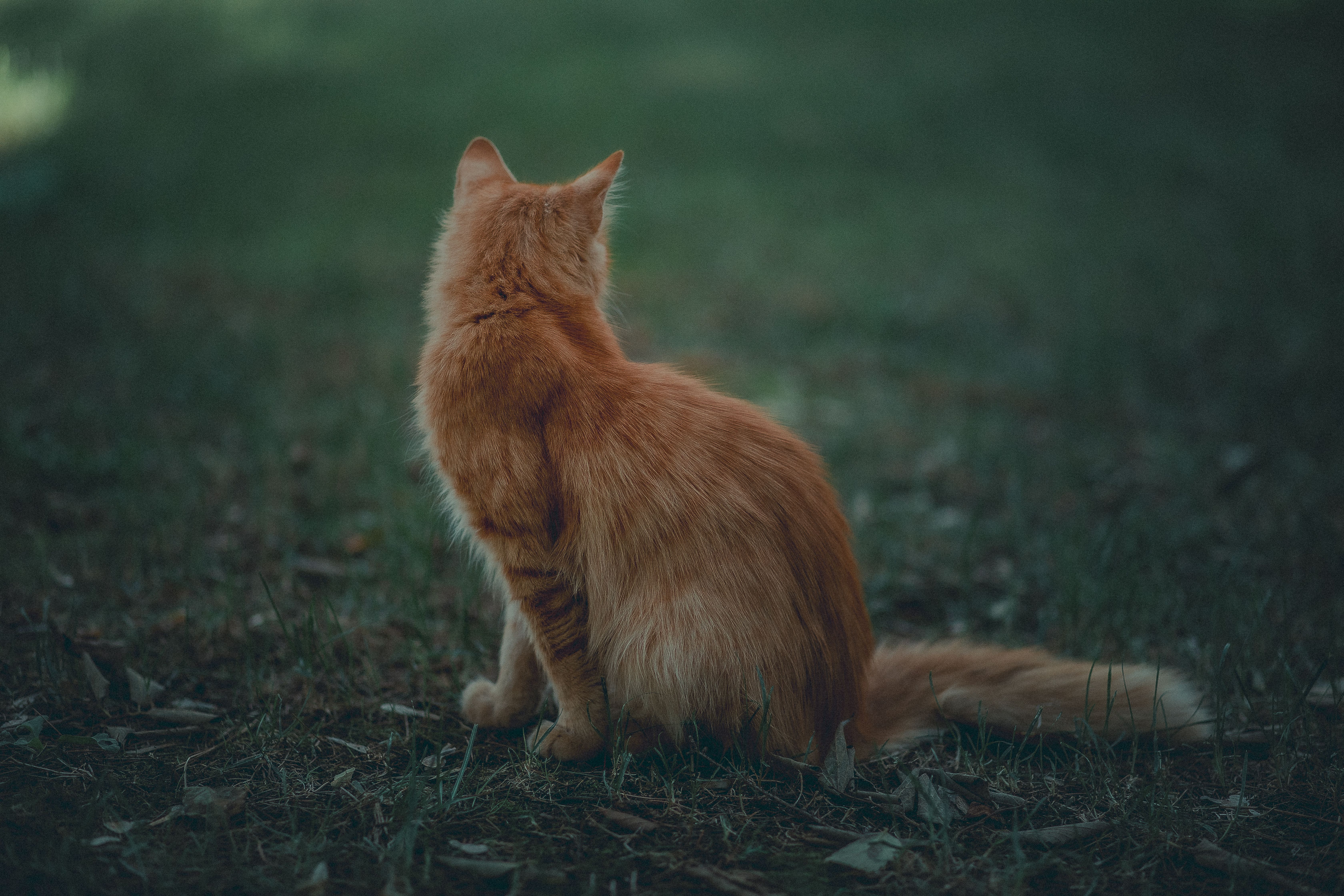 Ginger Cat Sitting on a Lawn · Free Stock Photo