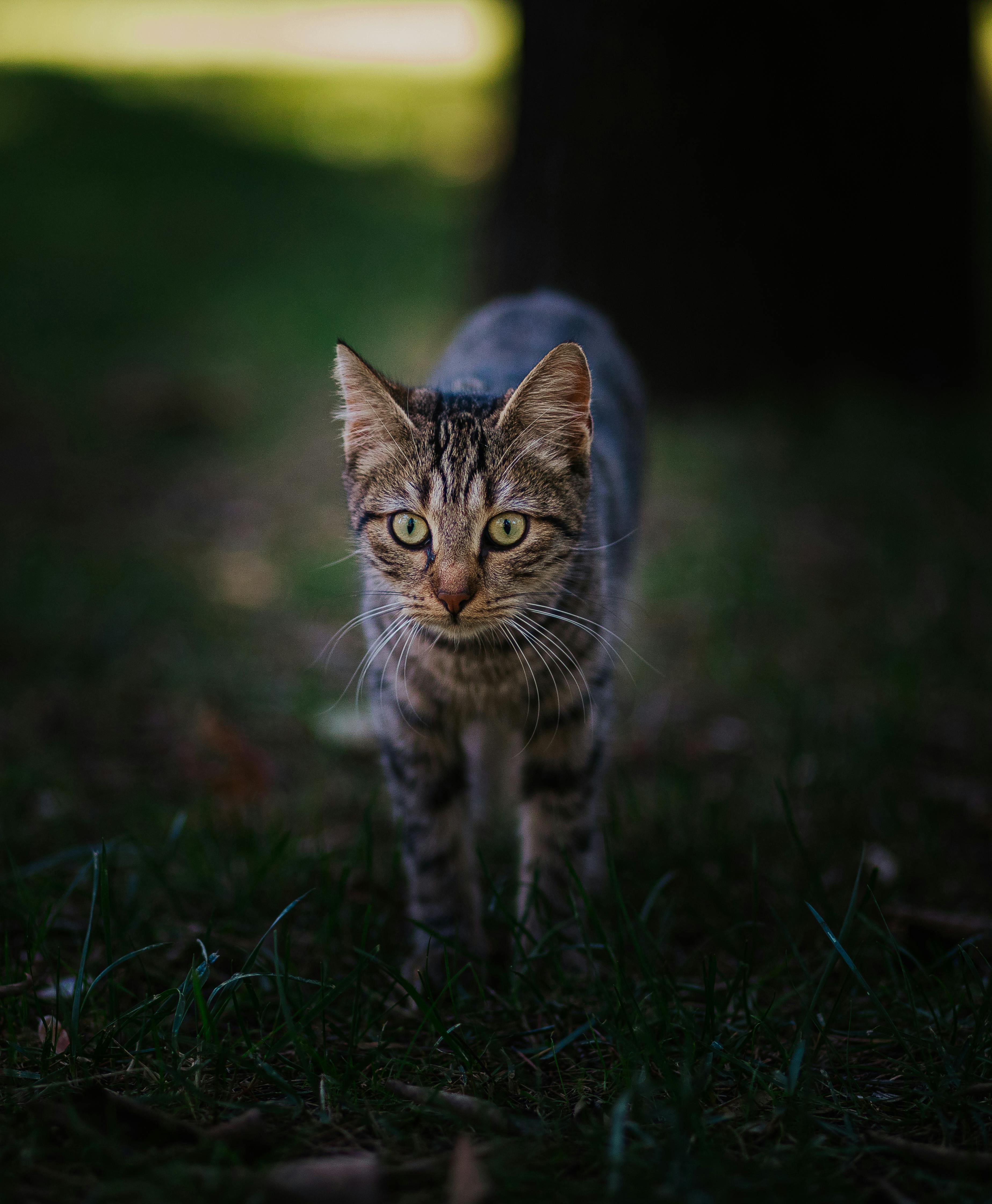 Little Cat in a Forest · Free Stock Photo