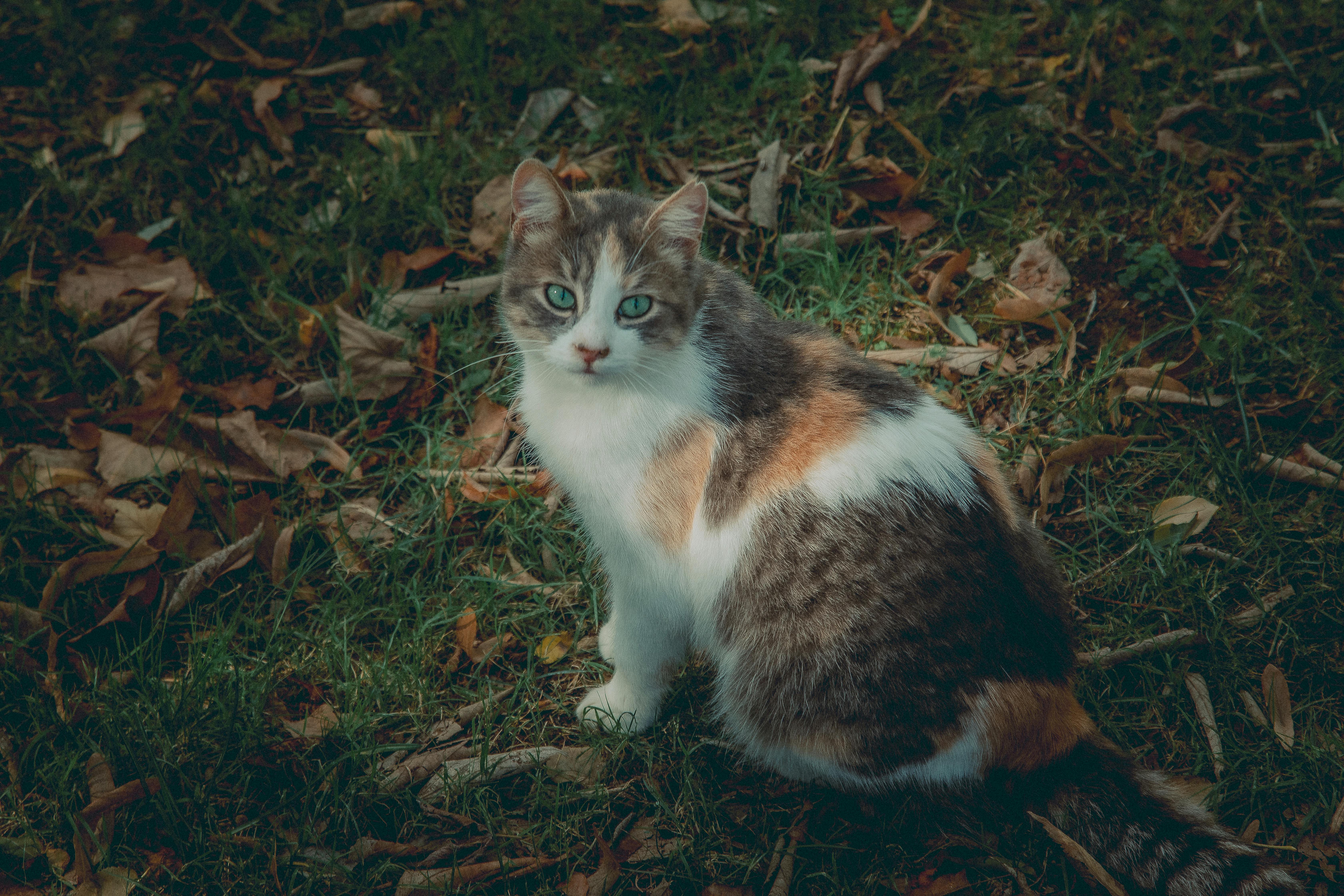 Cat in a Forest in Fall · Free Stock Photo