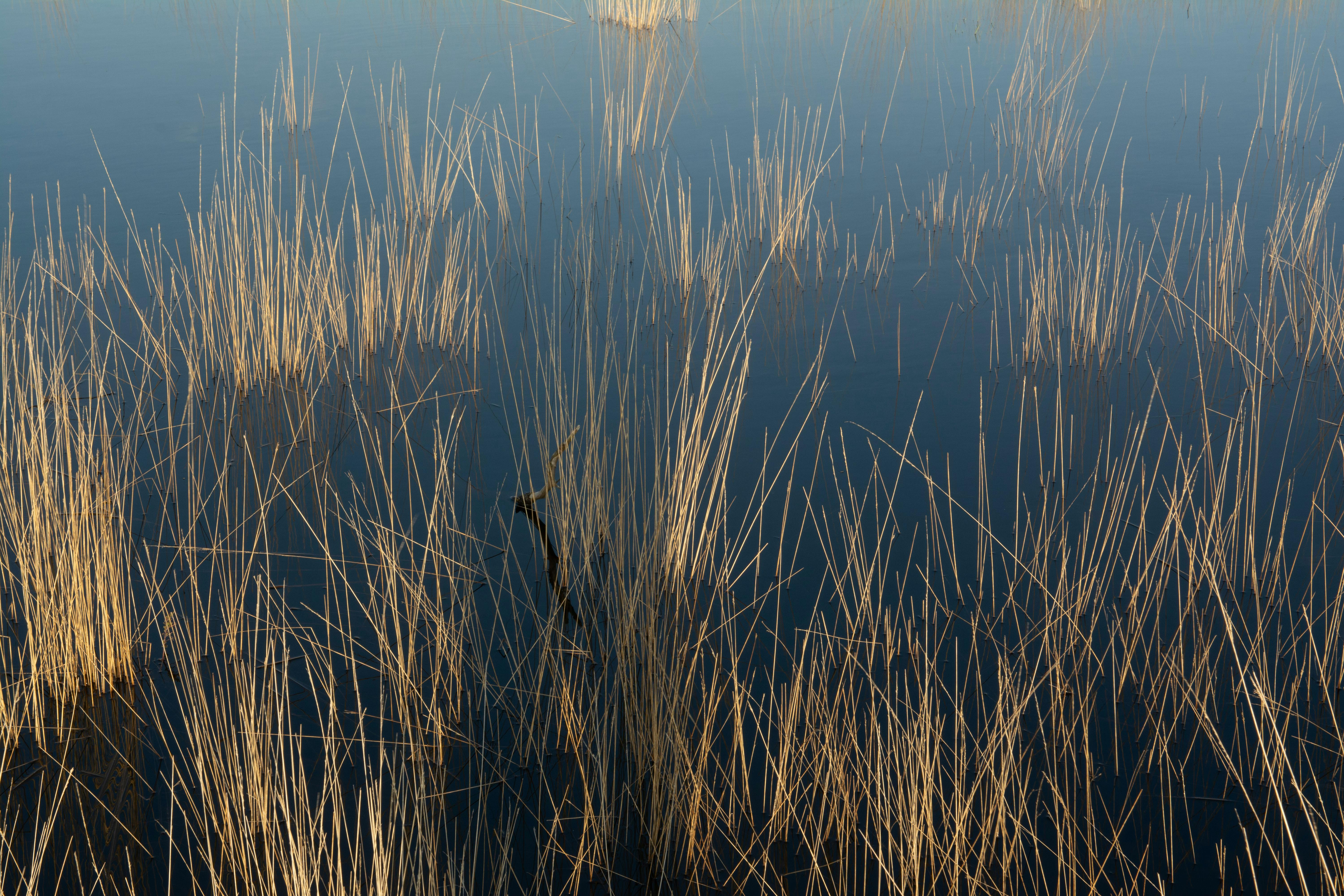 Rush Straw in a Pond · Free Stock Photo