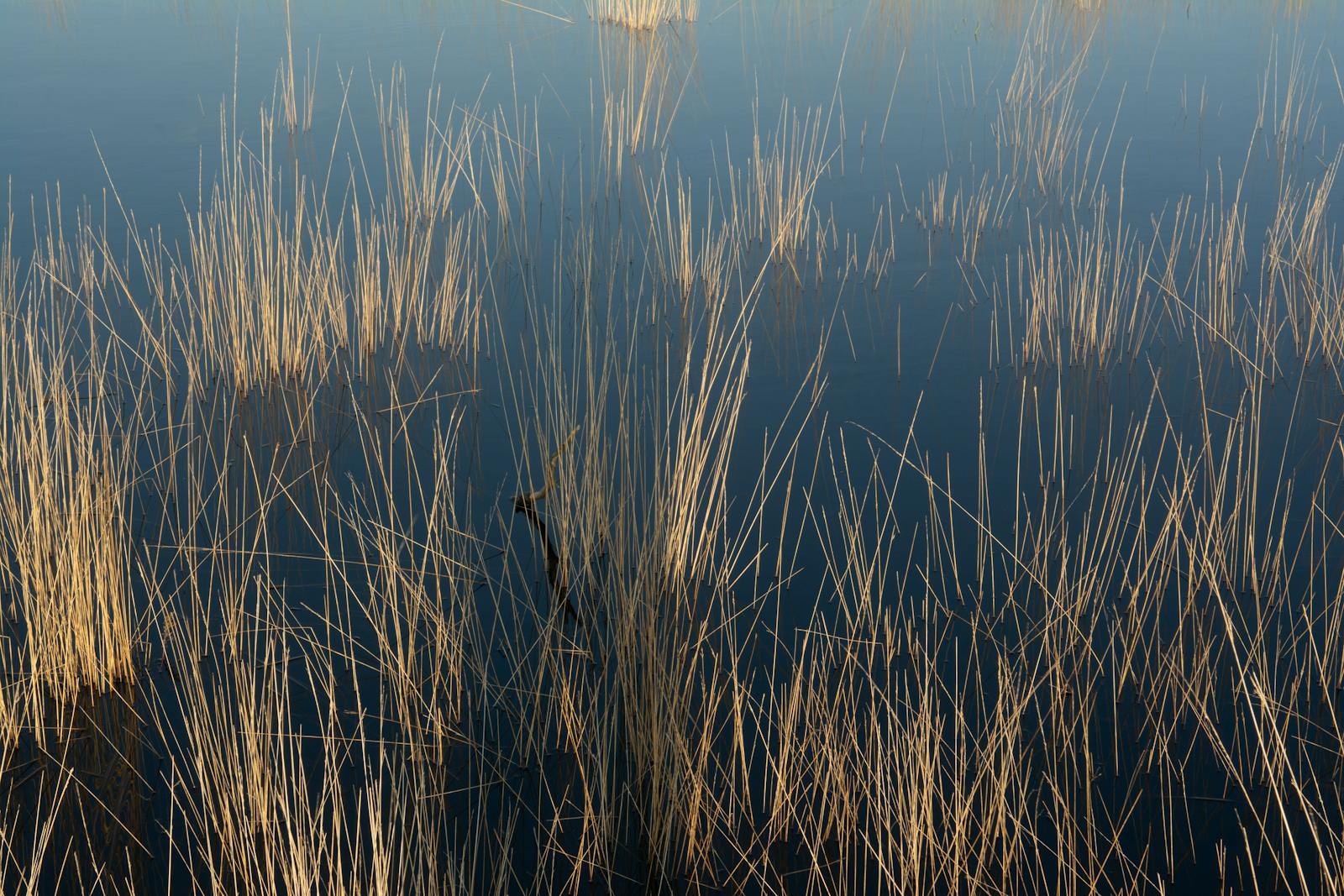 Rush Texture Photos, Download The BEST Free Rush Texture Stock Photos ...