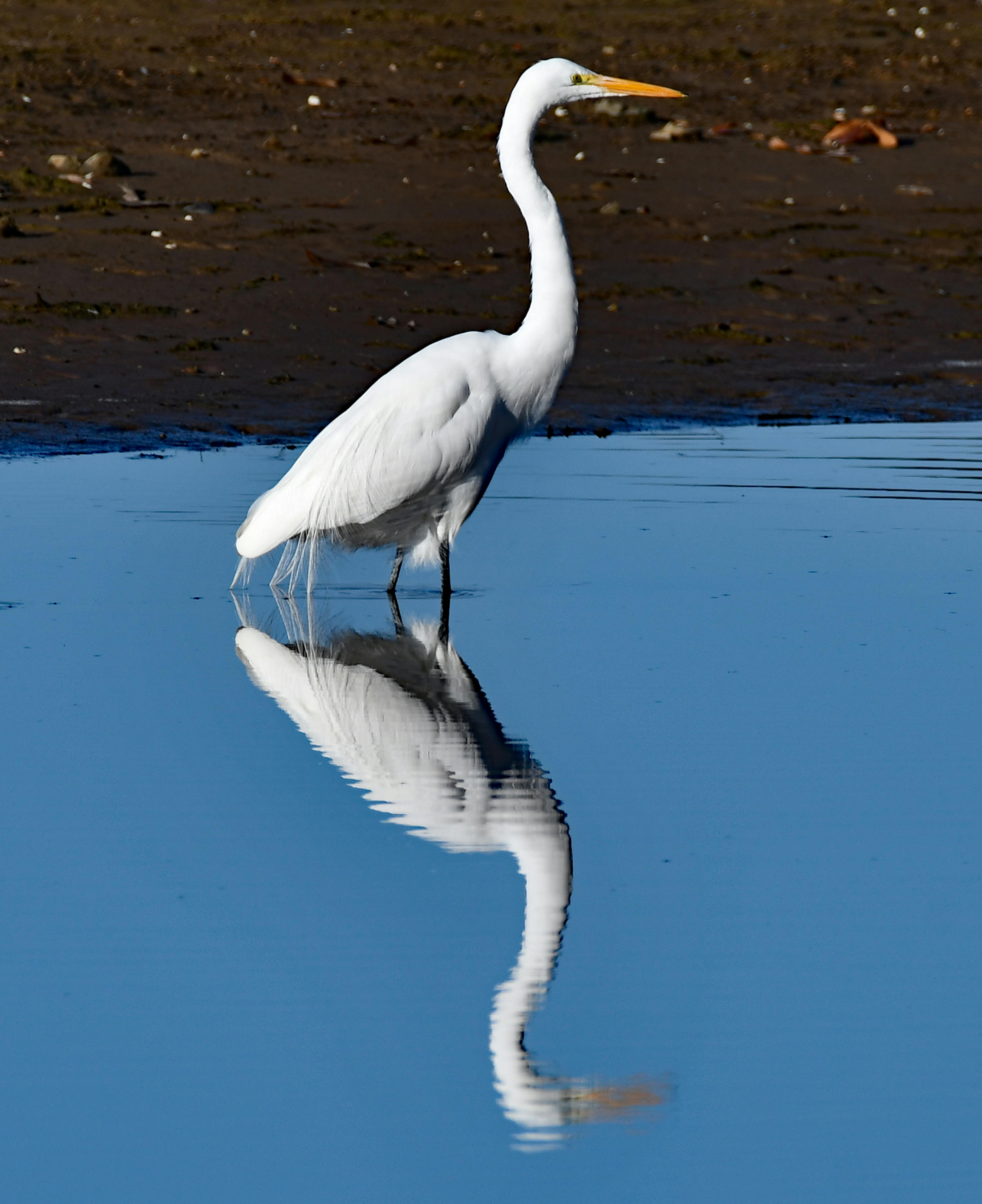 Mirroring Photos, Download The BEST Free Mirroring Stock Photos & HD Images