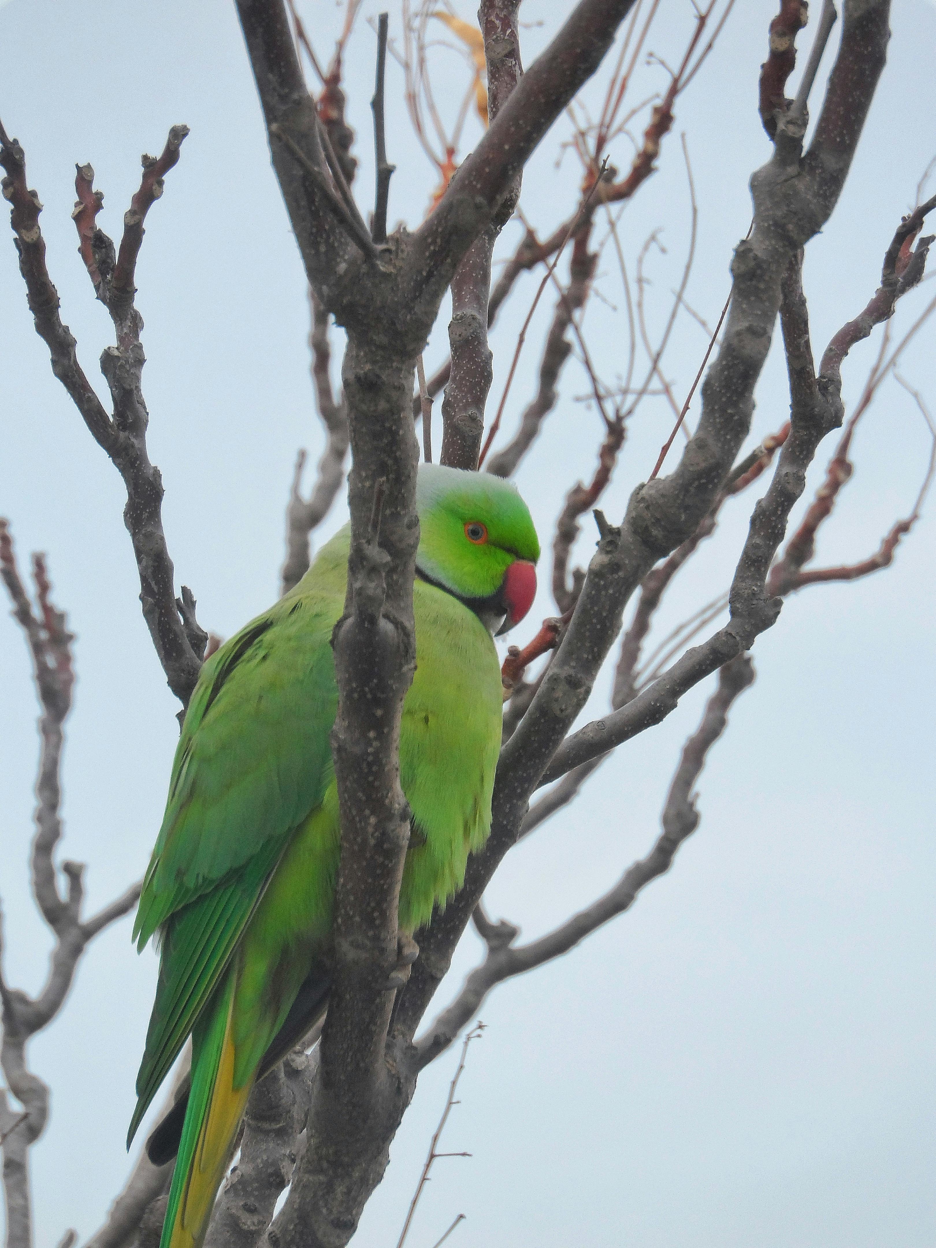Three Parakeets Perching on a Branch · Free Stock Photo