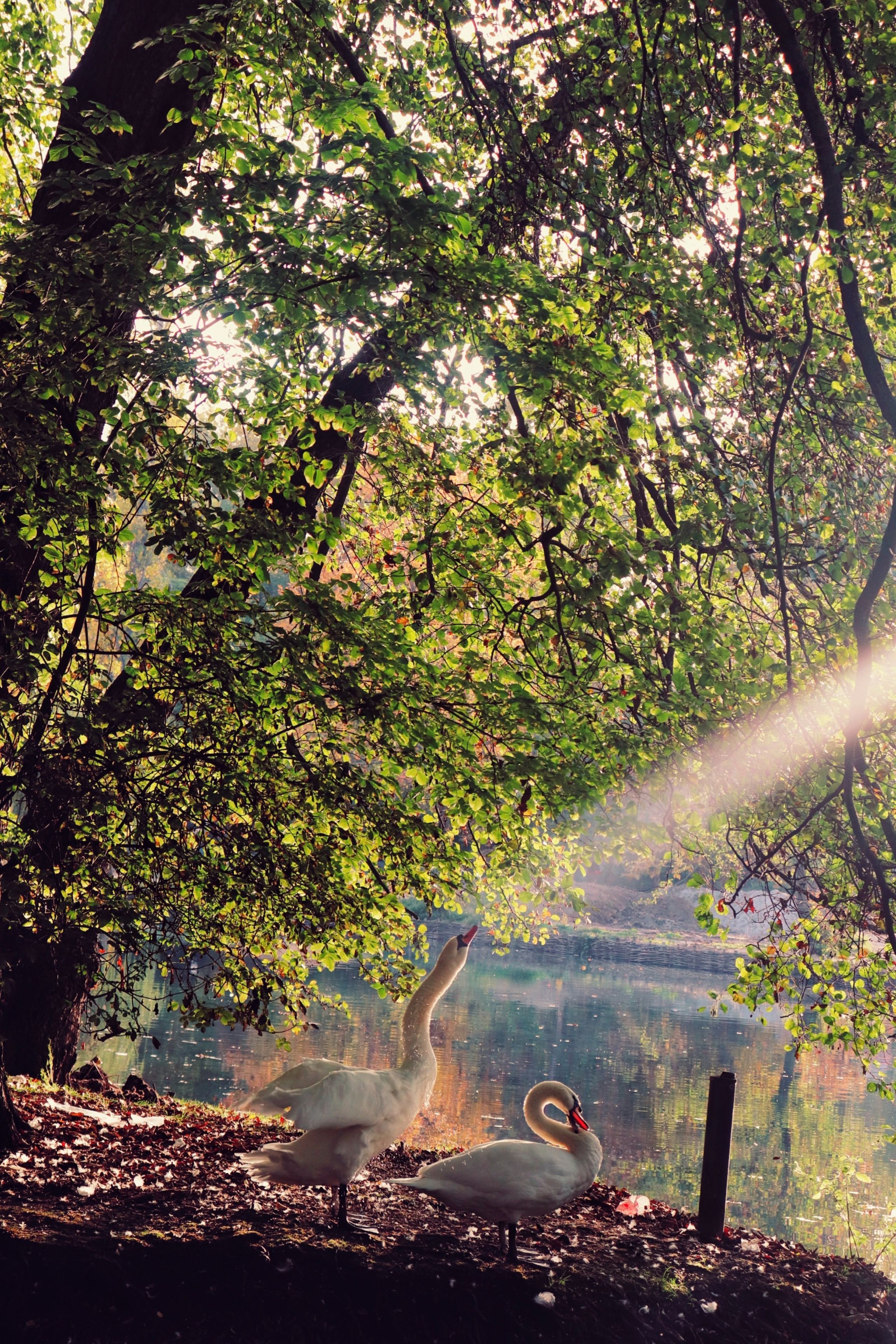 Forest Animals Photos, Download The BEST Free Forest Animals Stock ...