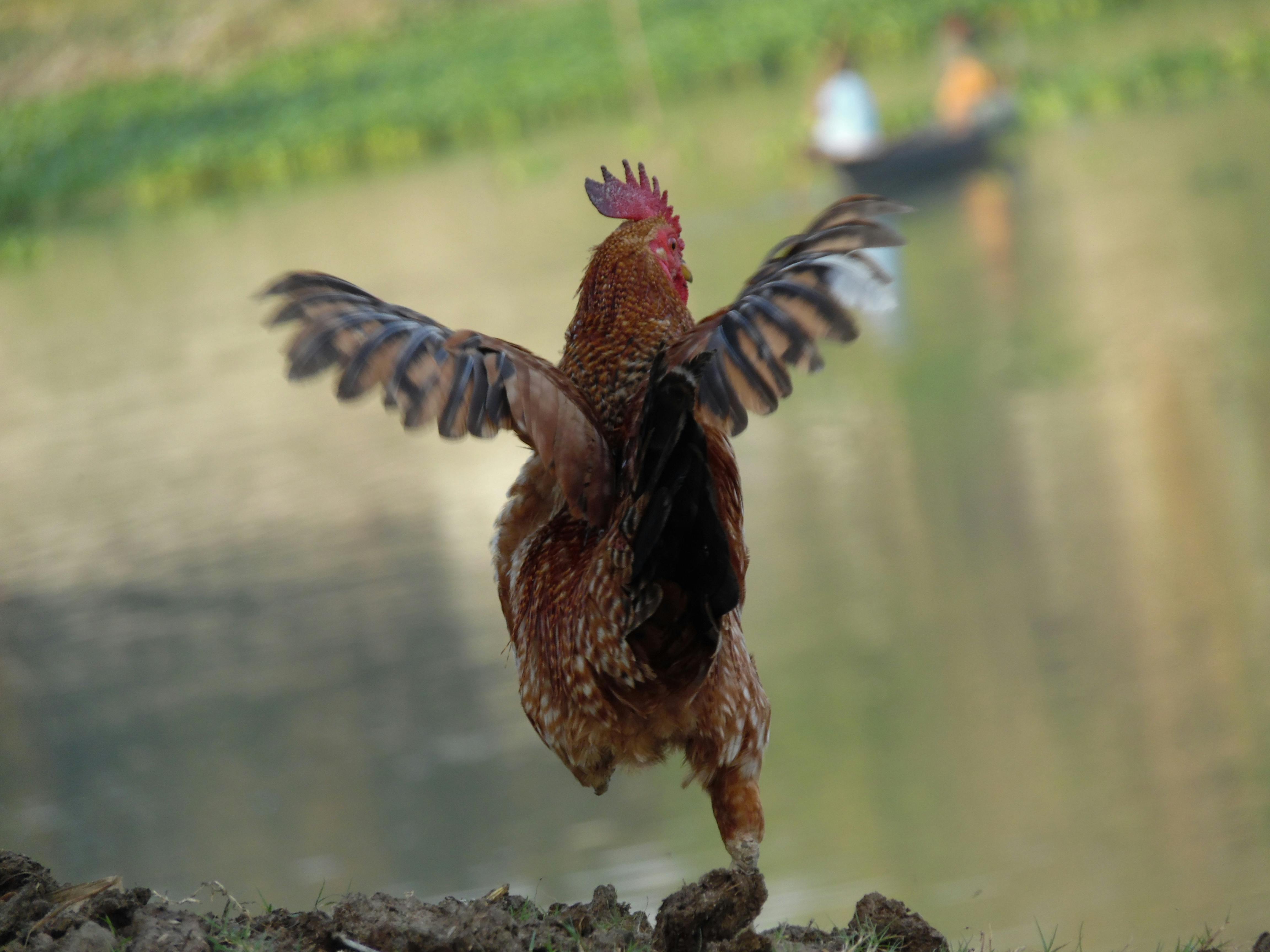 Free stock photo of angry Hen