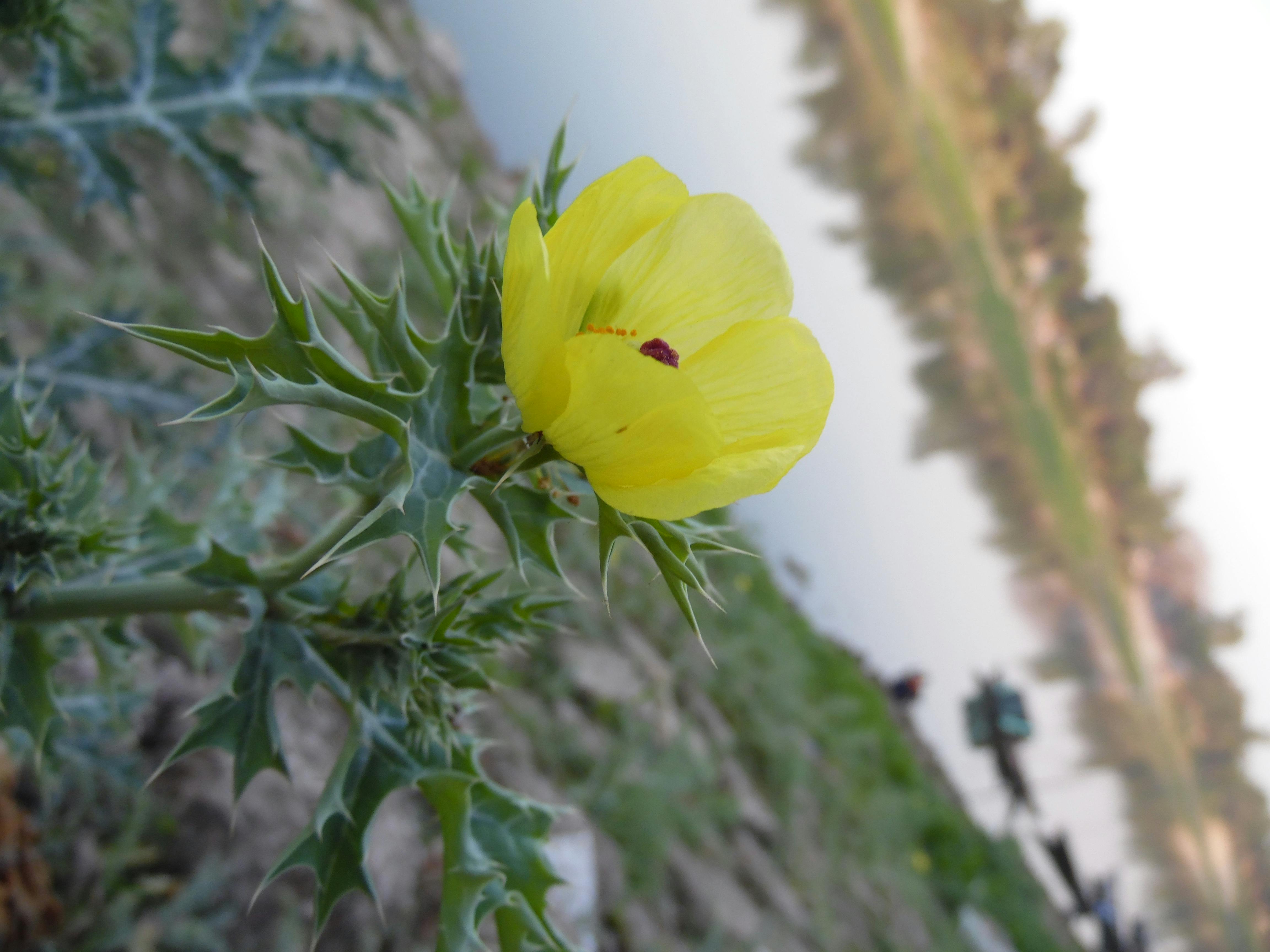 Free stock photo of yello flower