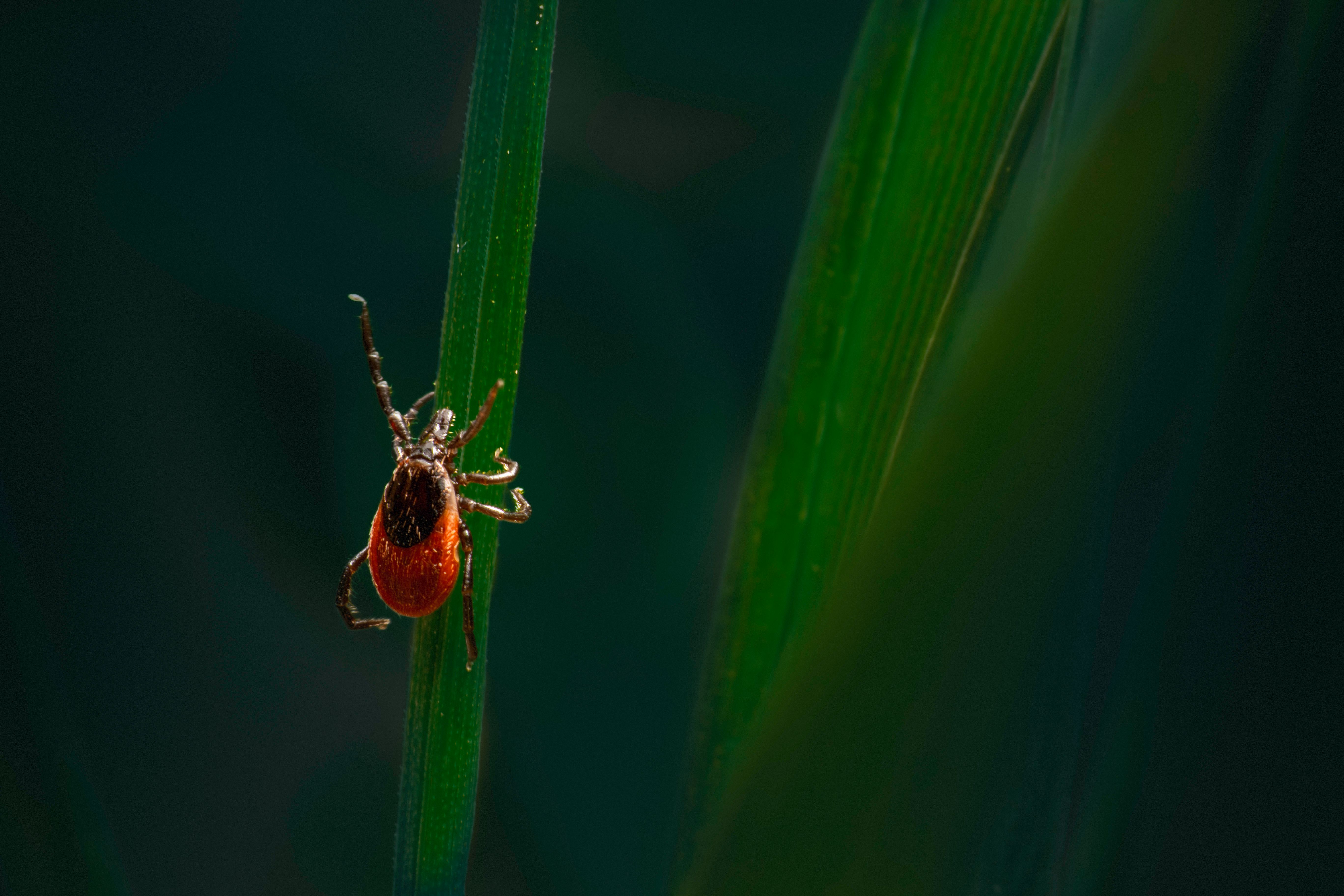 Close-up of a Tick on a Grass Blade · Free Stock Photo