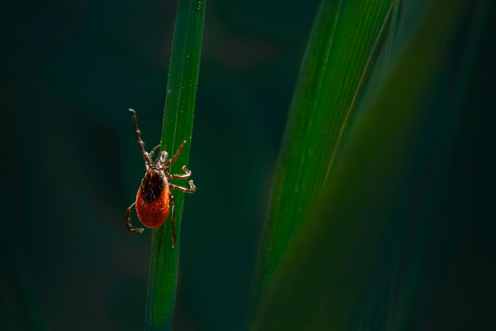 Tick Ass Photos, Download The BEST Free Tick Ass Stock Photos & HD Images