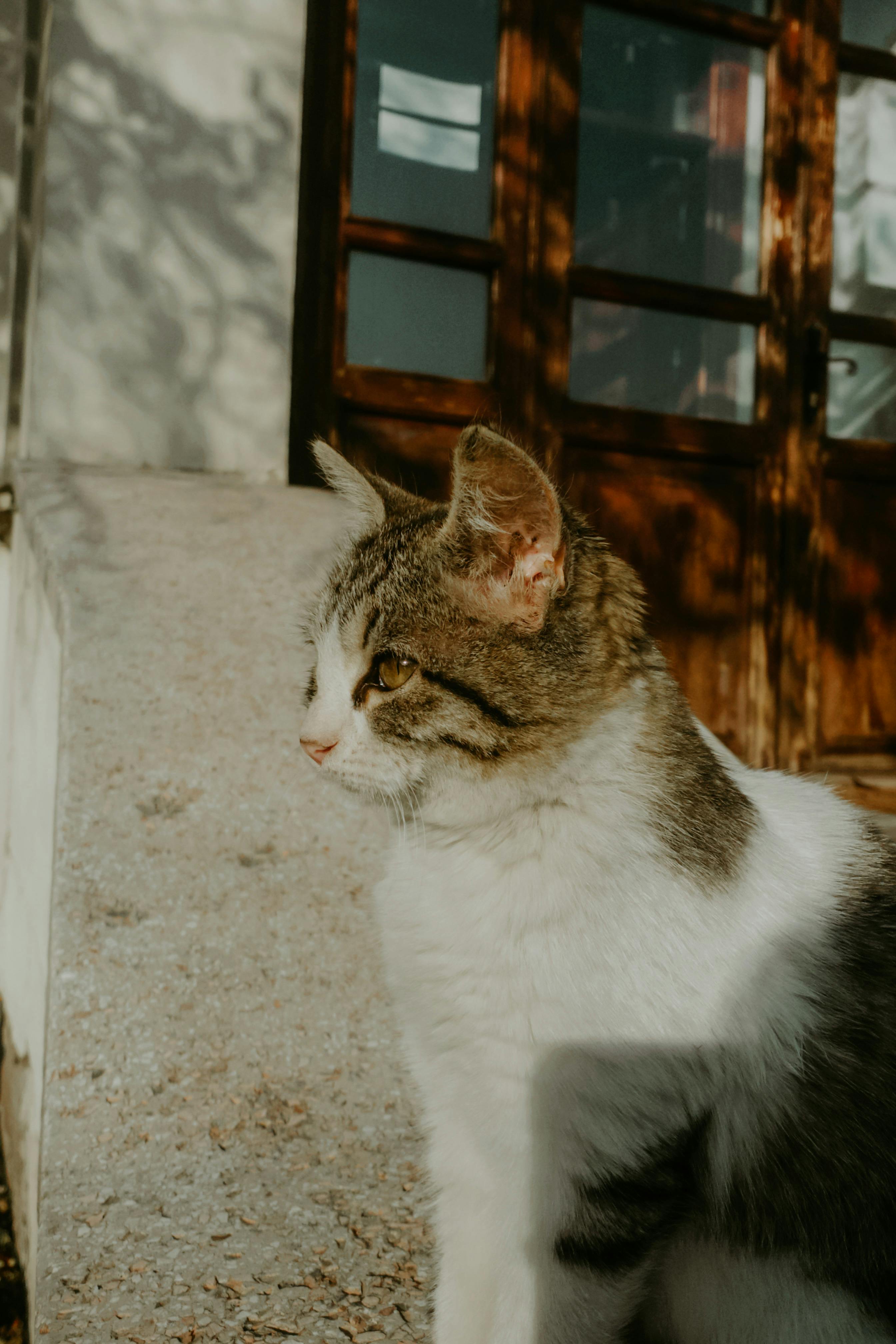 Cat In House Photos, Download The BEST Free Cat In House Stock Photos ...