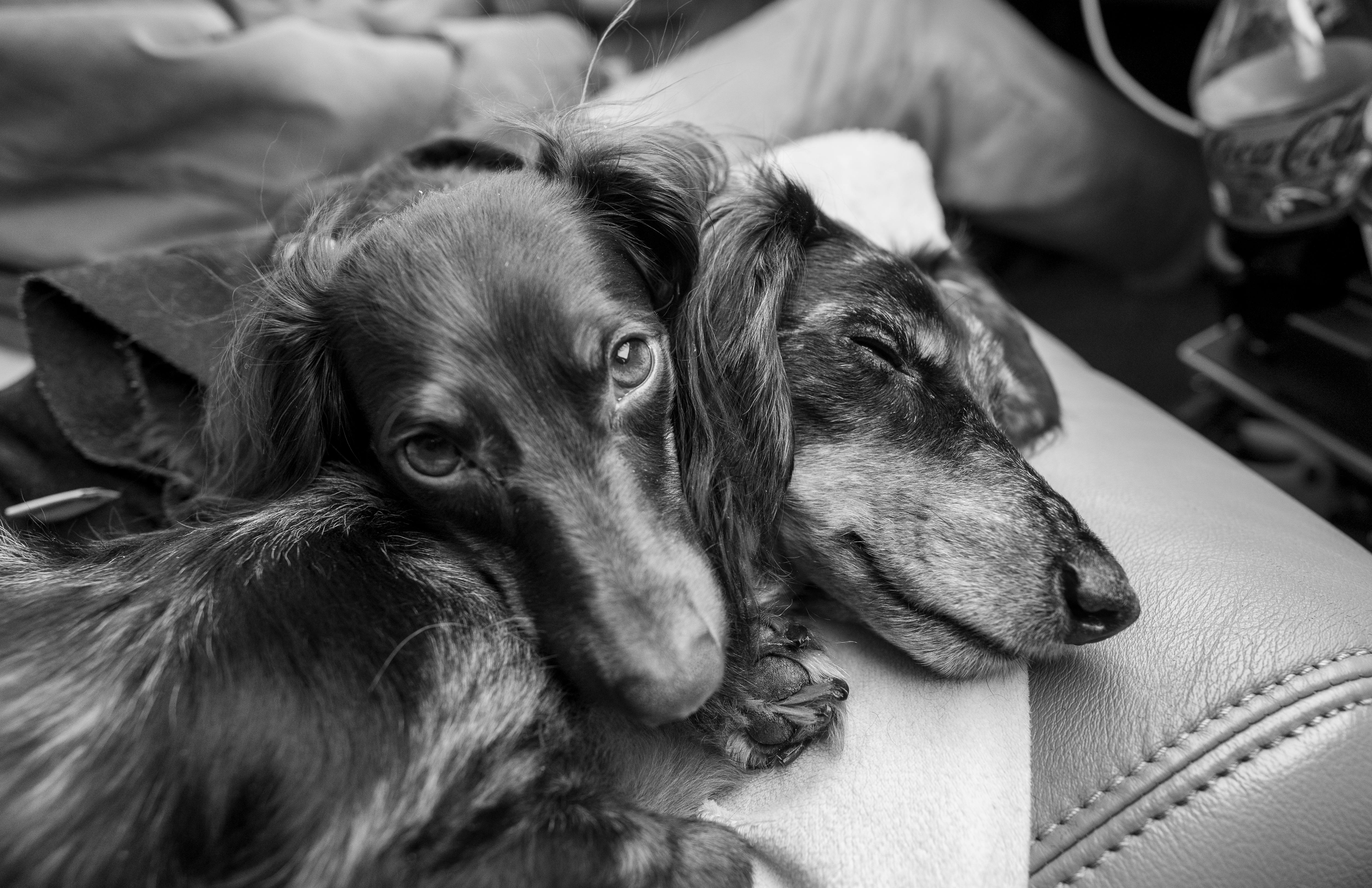 Dow Dogs Photos, Download The BEST Free Dow Dogs Stock Photos & HD Images