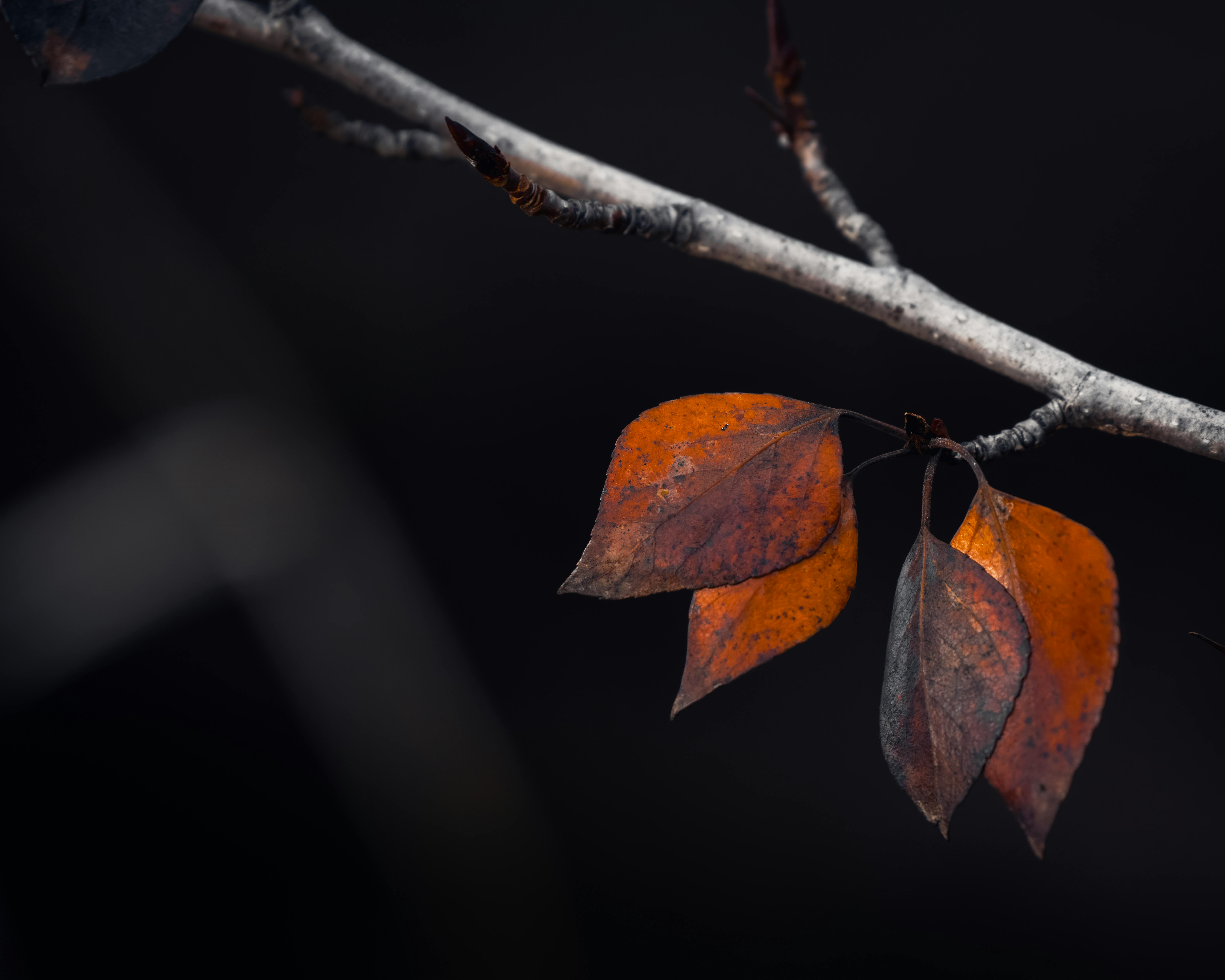 Close-up of Autumn Leaves on a Tree Branch · Free Stock Photo