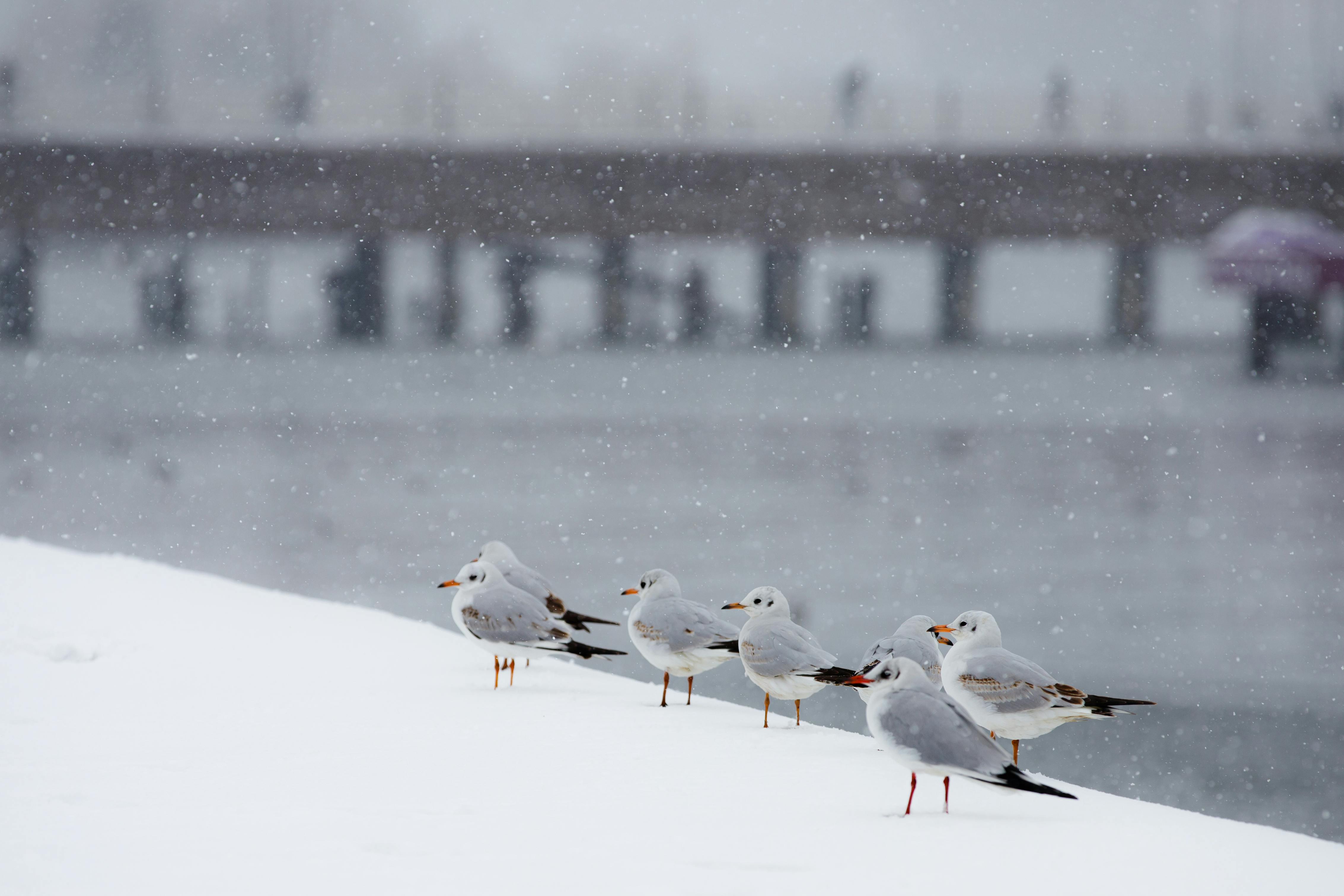 Raiway Bridge Photos, Download The BEST Free Raiway Bridge Stock Photos ...