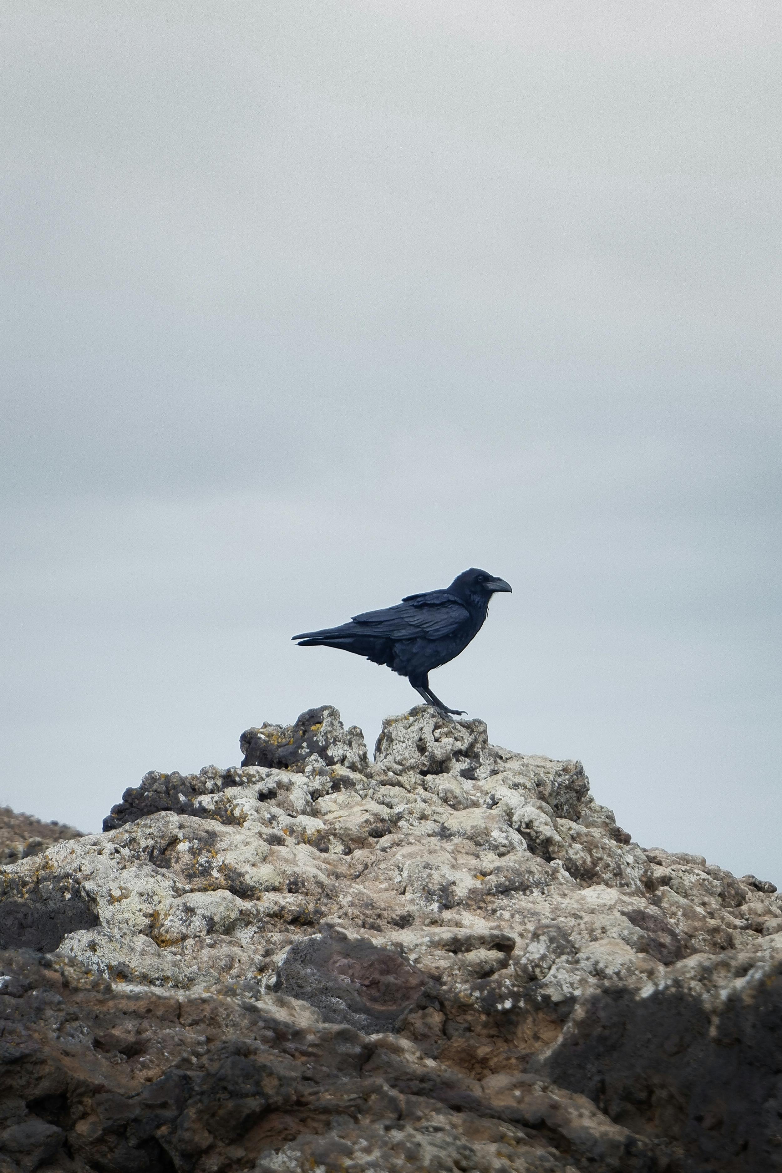 Raven Bird Photos, Download The BEST Free Raven Bird Stock Photos & HD ...