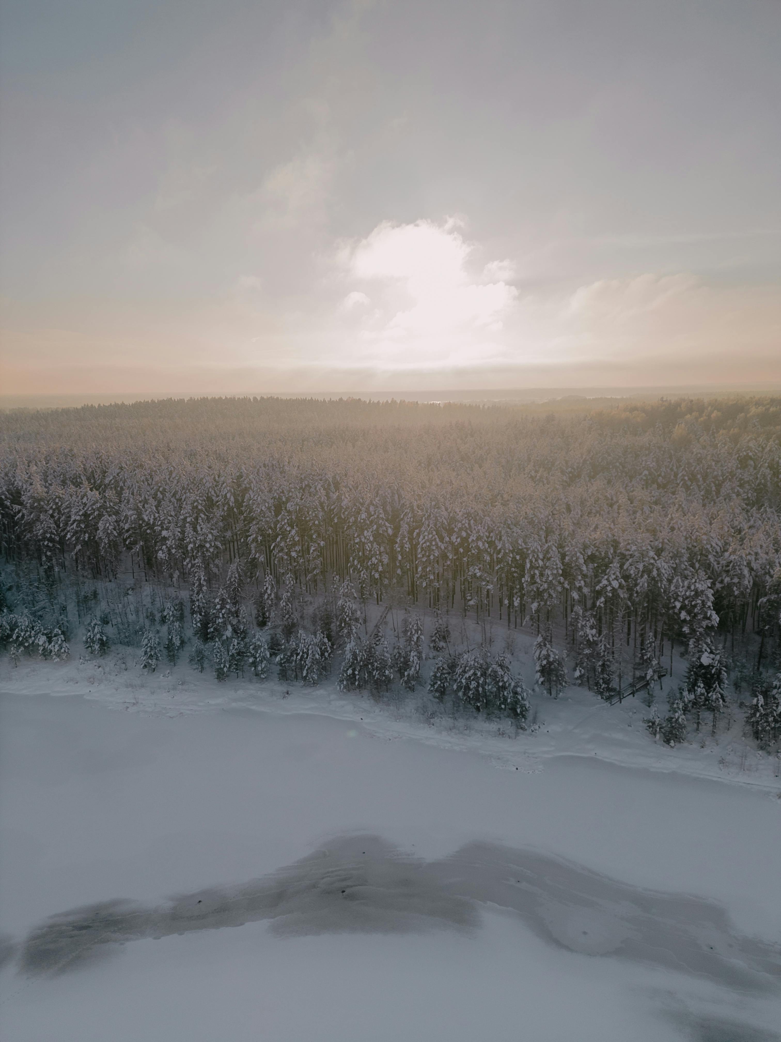 Winter Forest Wood Exe Photos, Download The BEST Free Winter Forest ...