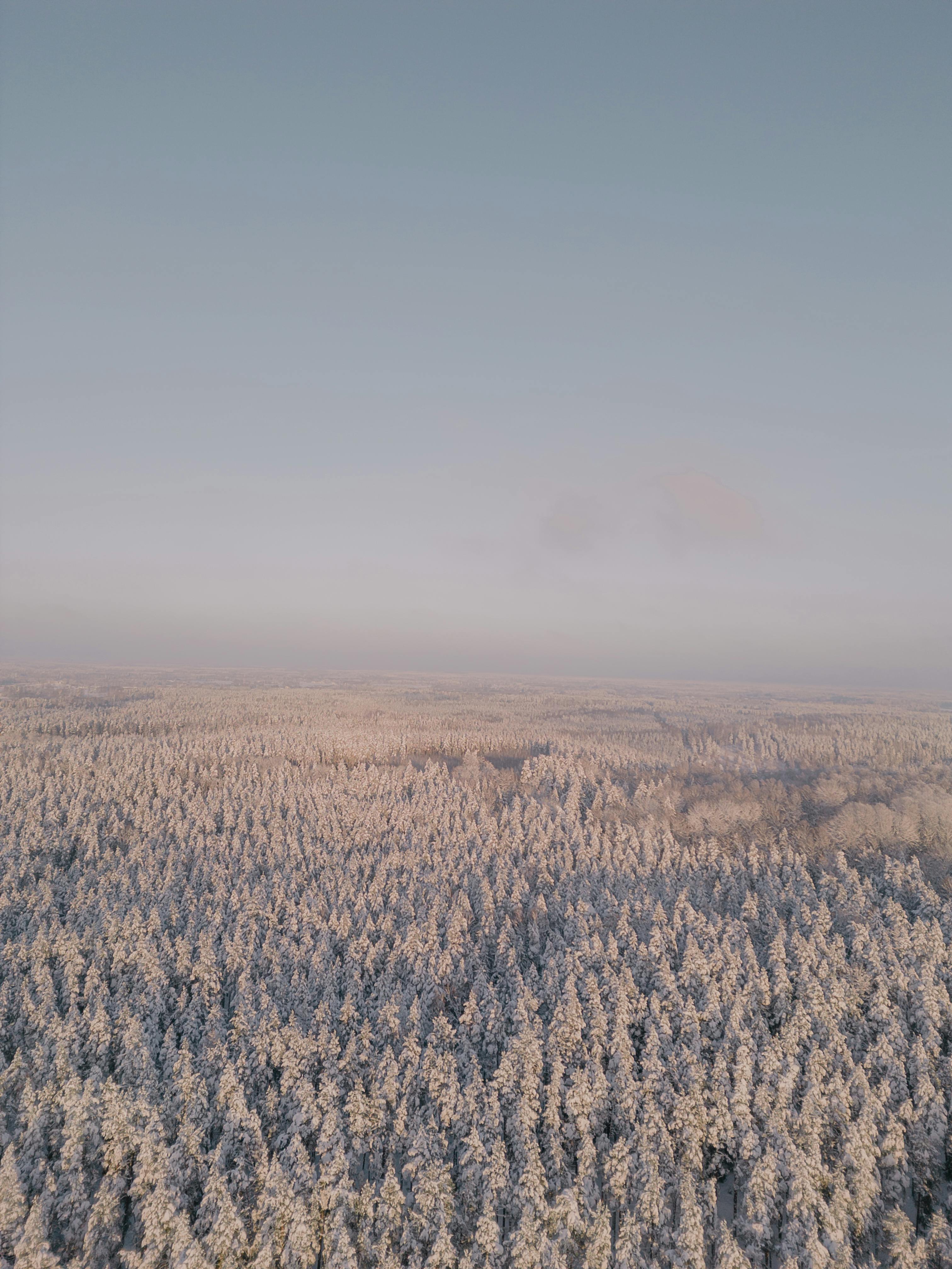 Orange and Blue and White Snow Forest · Free Stock Photo