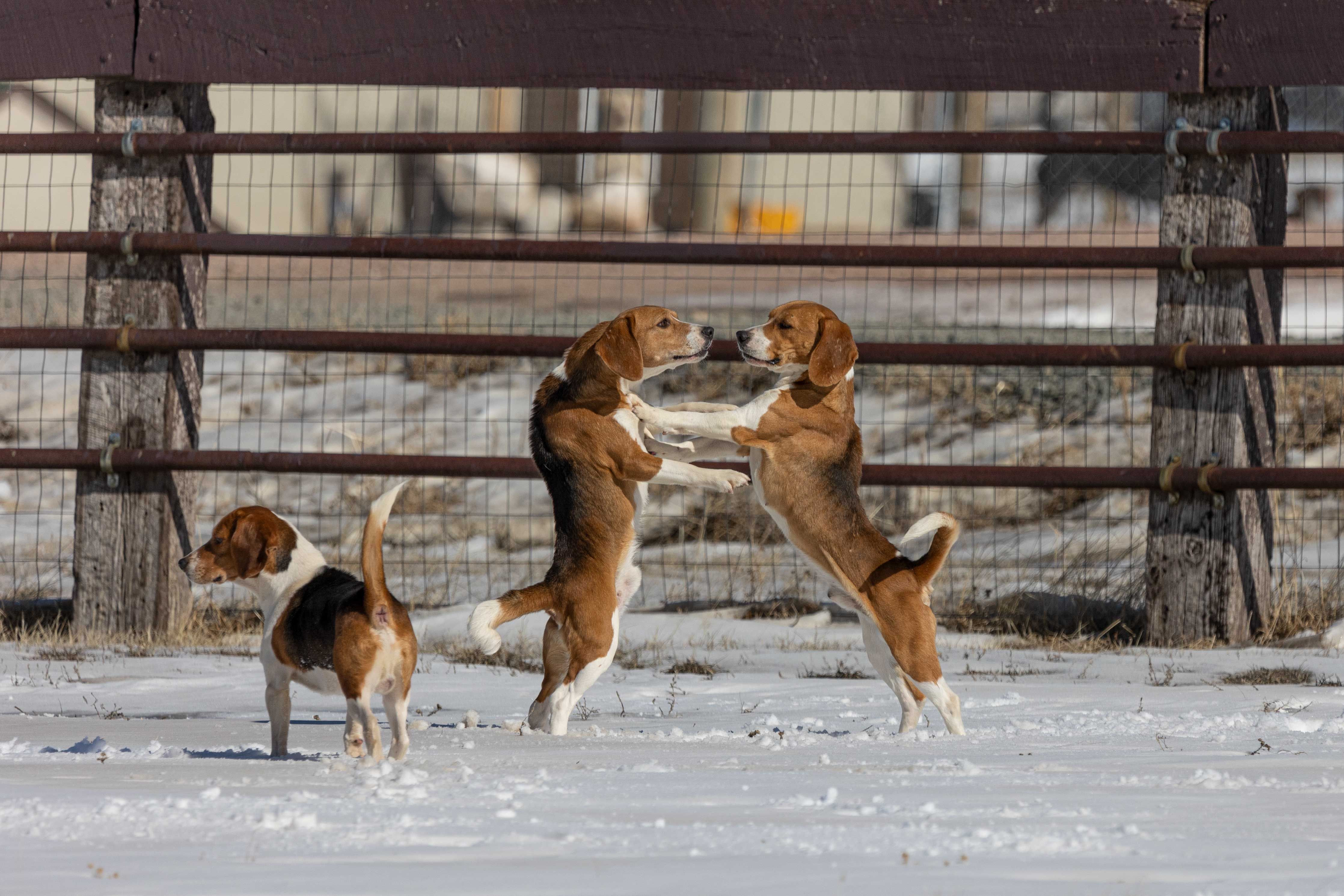 Cute Dogs Playing Together on Snow · Free Stock Photo