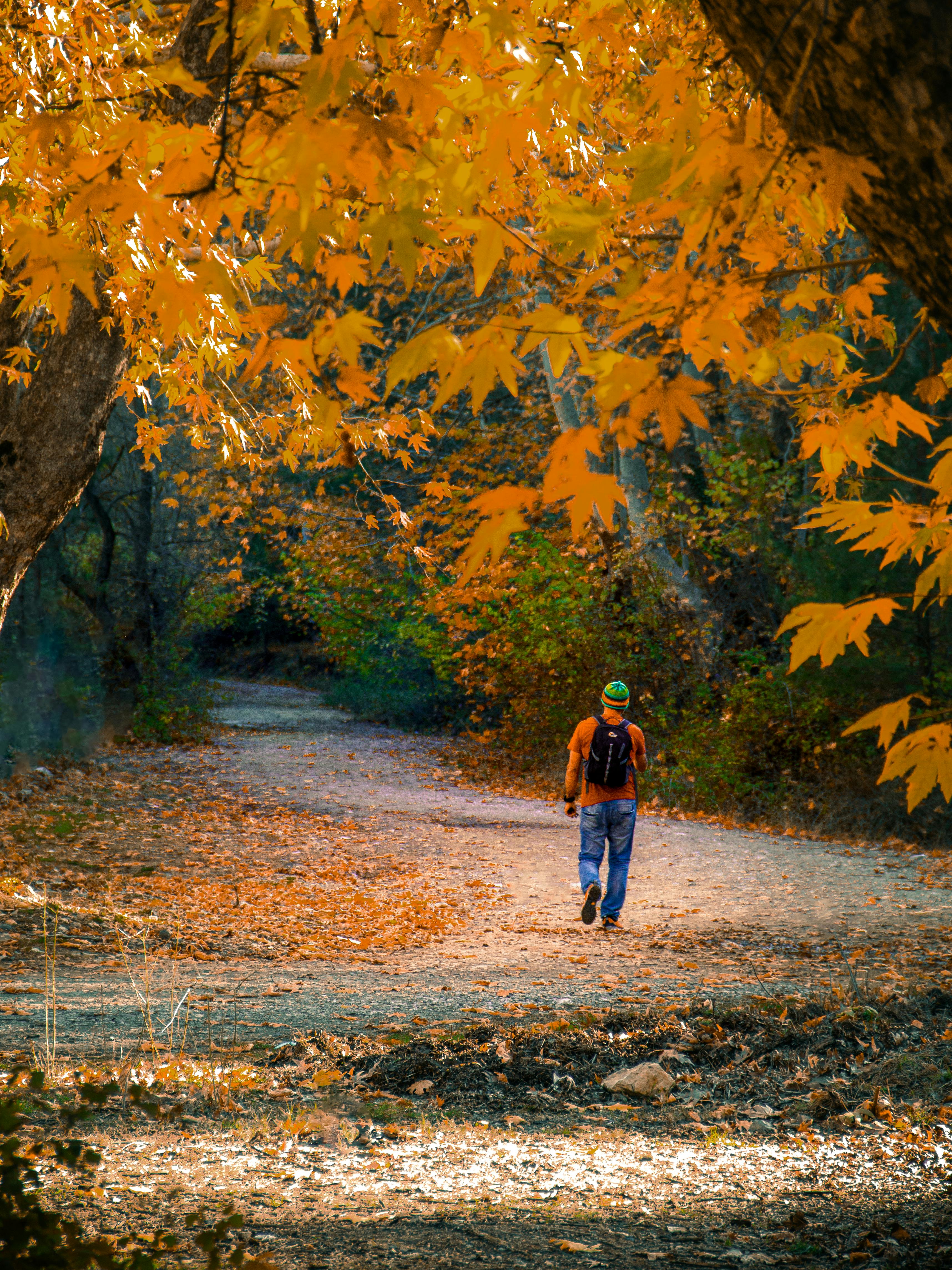 Forest Walk Photos, Download The BEST Free Forest Walk Stock Photos ...