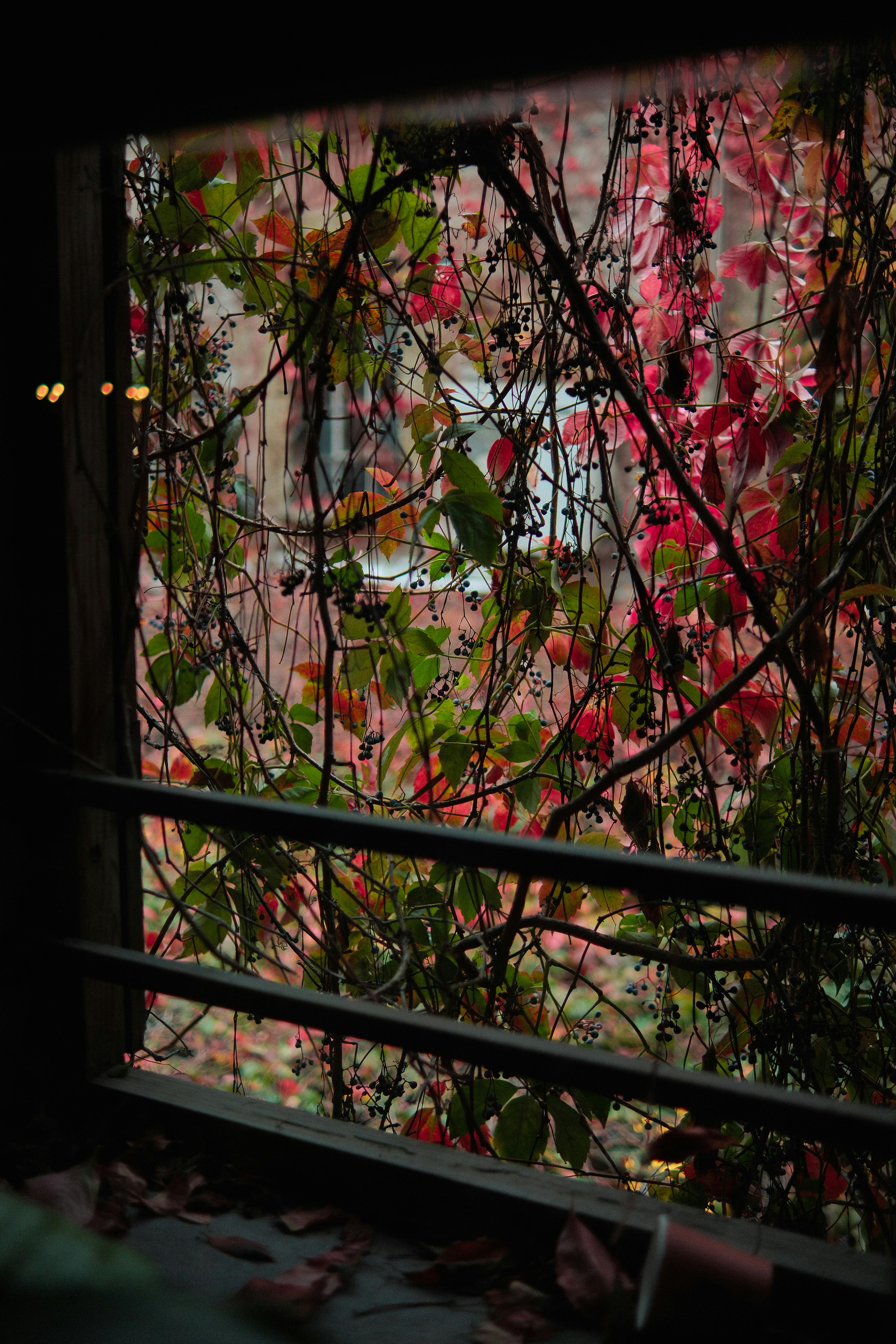 Colorful Leaves behind Railing · Free Stock Photo