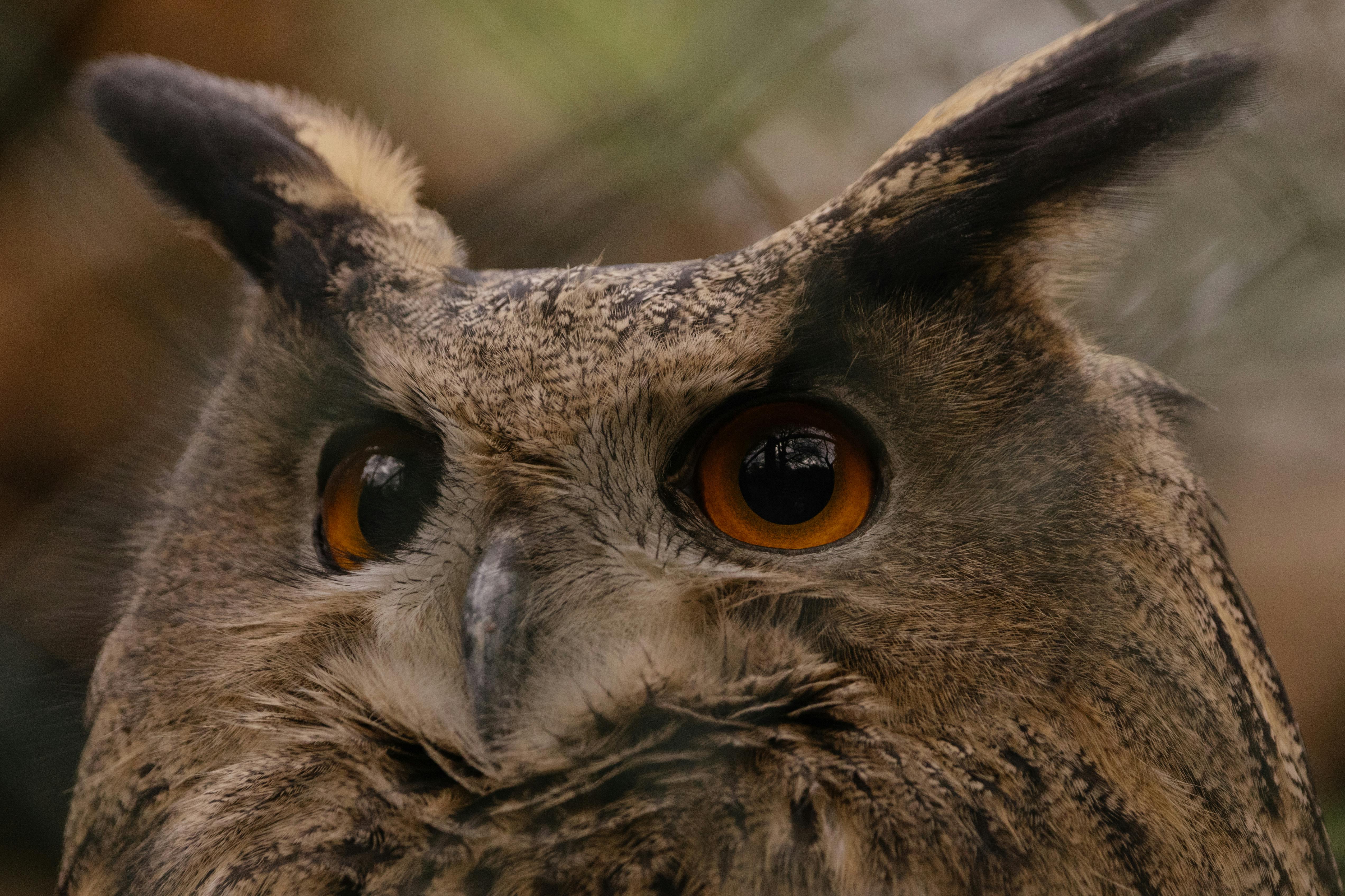 Close-up Photo of Owl with One Eye Open · Free Stock Photo