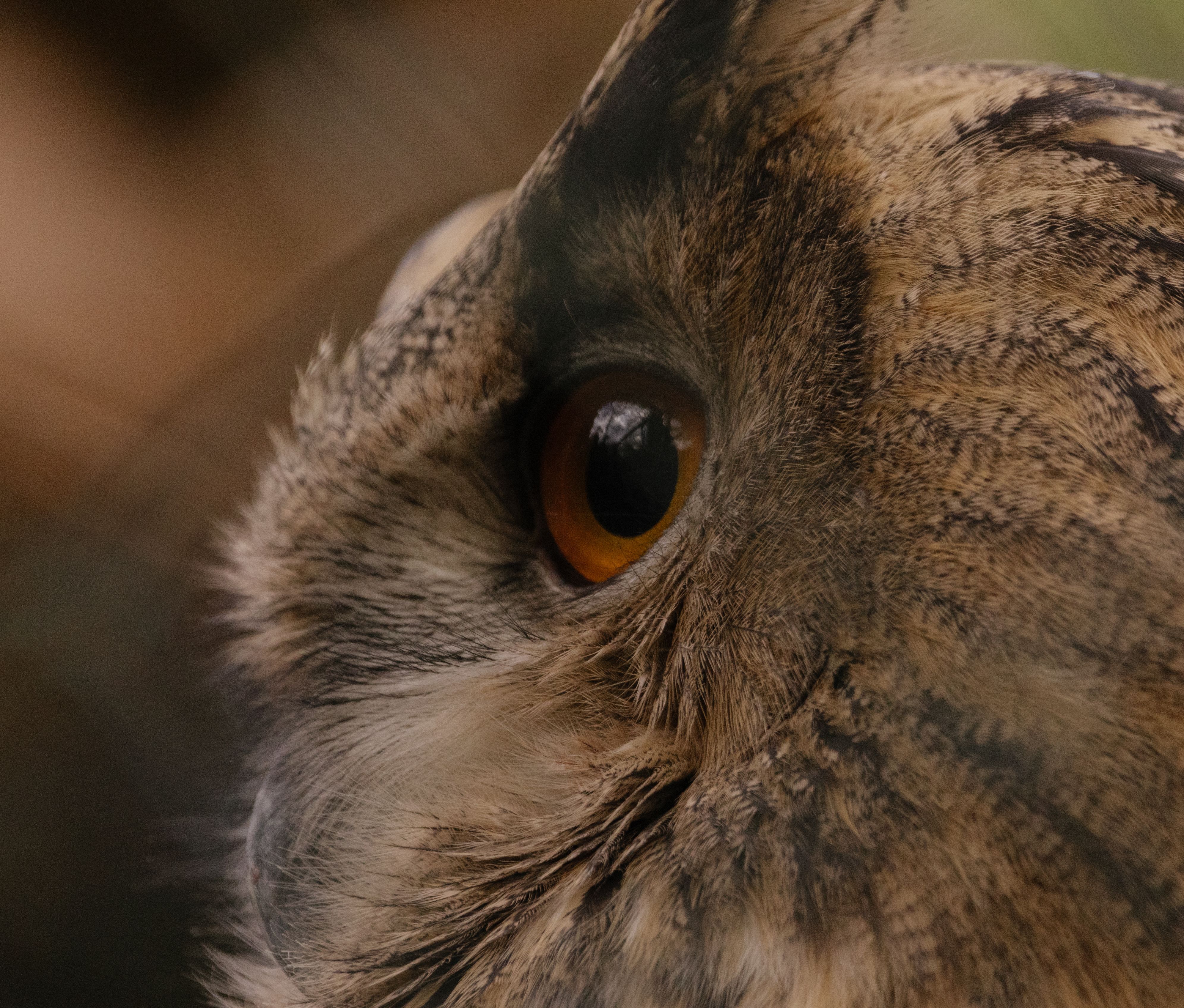 Close-up of Owl Eye · Free Stock Photo