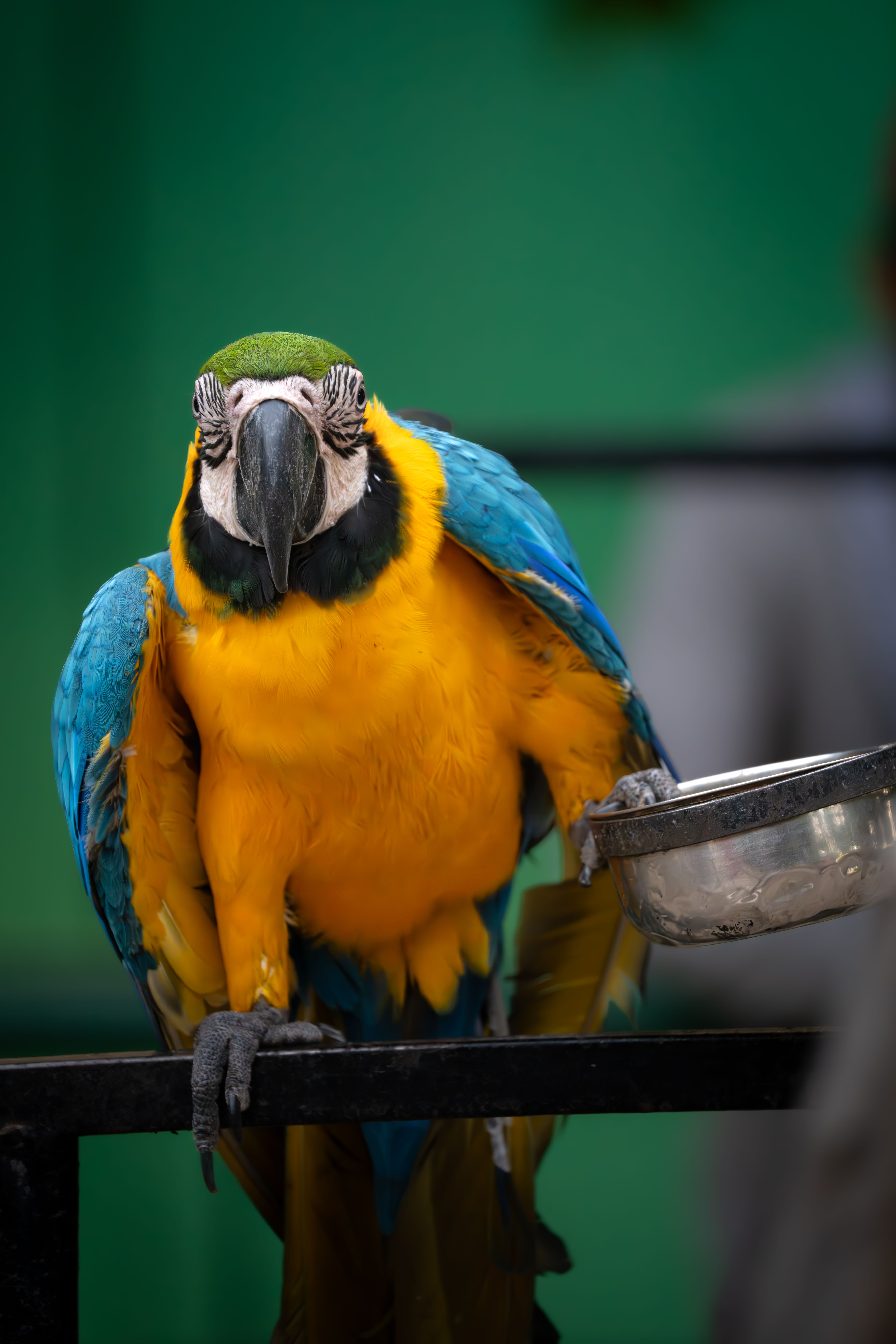 Kostenloses Foto zum Thema: amazonas vögel, ara, ara nahaufnahme ...