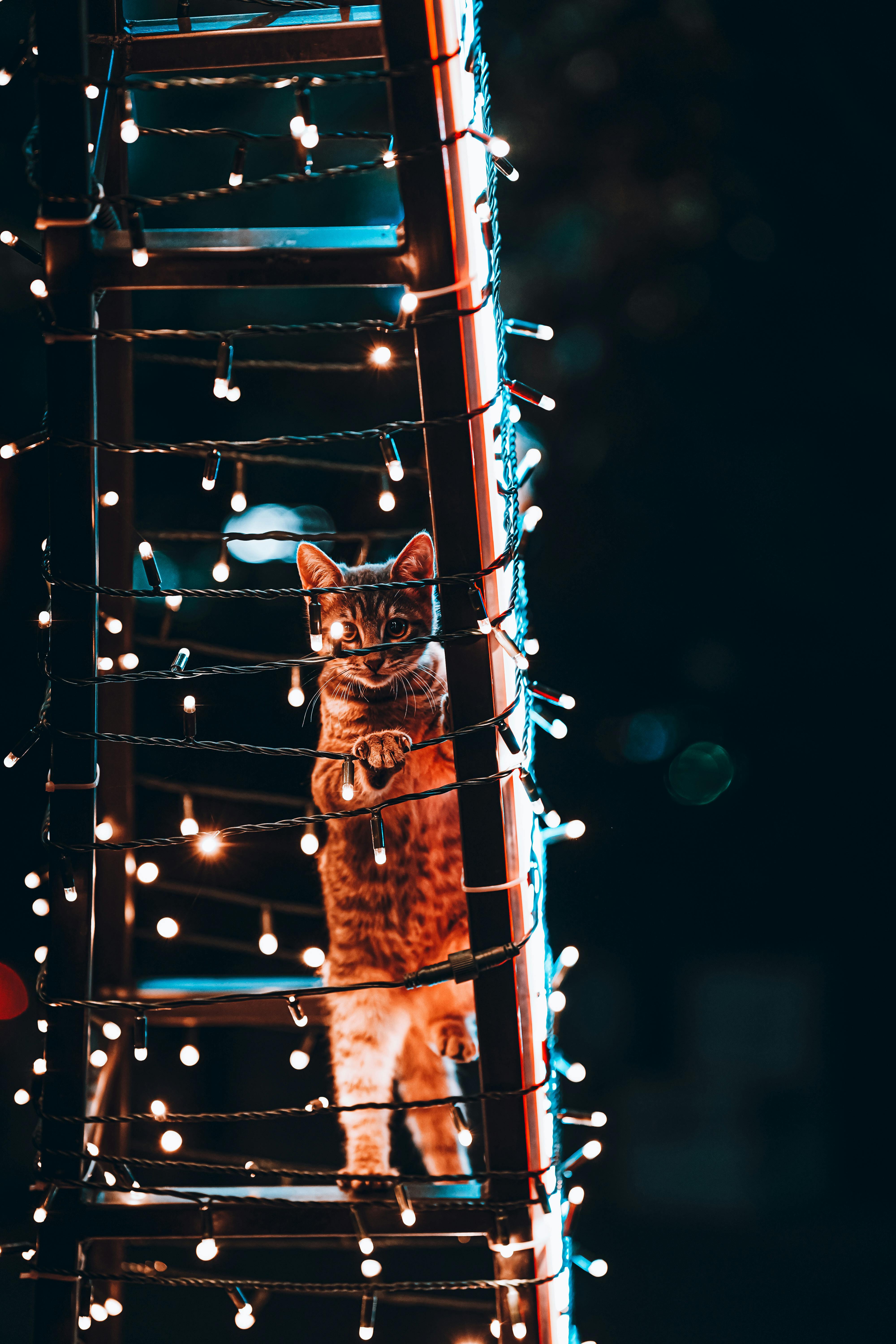 Cat on Ladder with Lights · Free Stock Photo