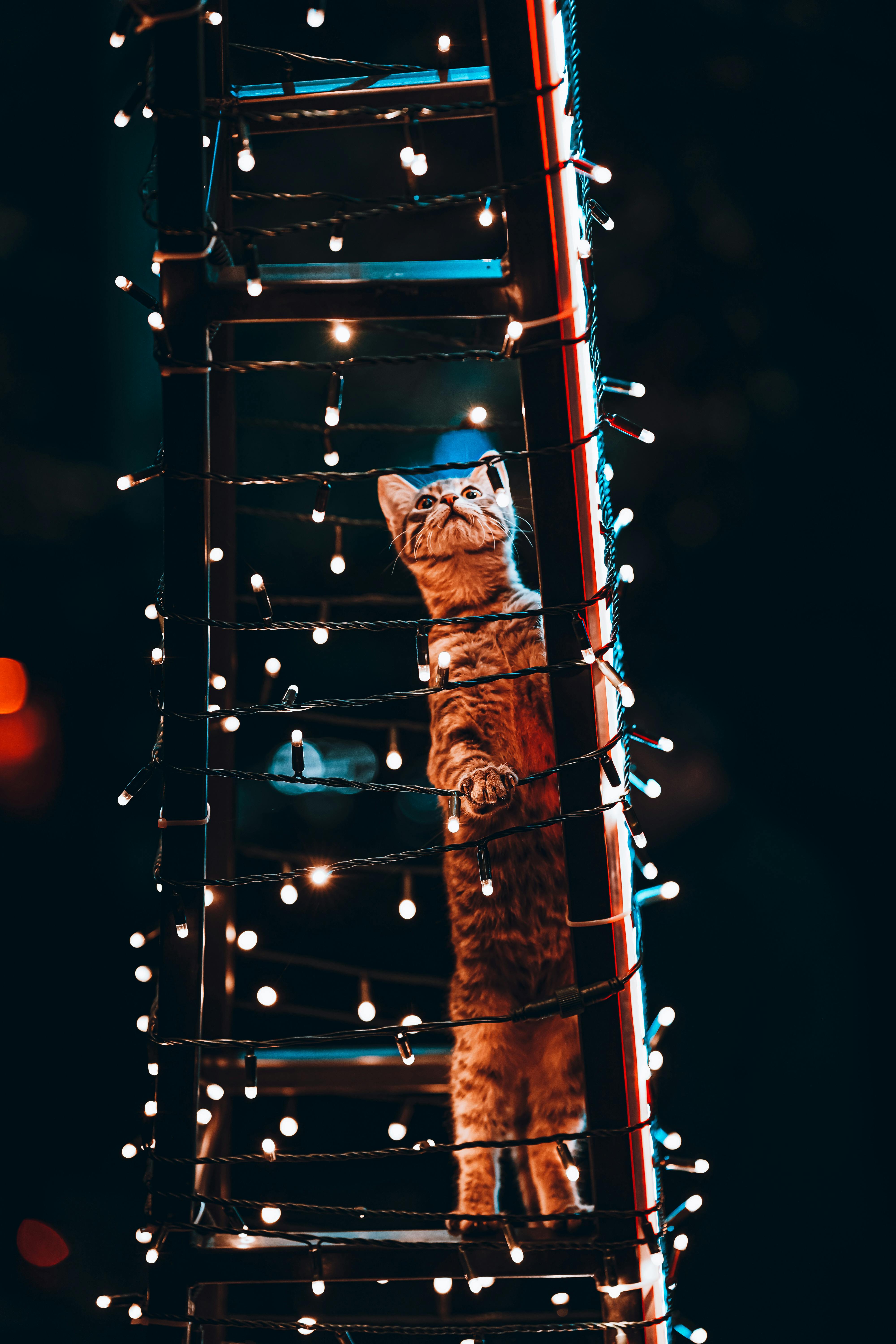 Curious Cat on ladder Decorated with Lights · Free Stock Photo