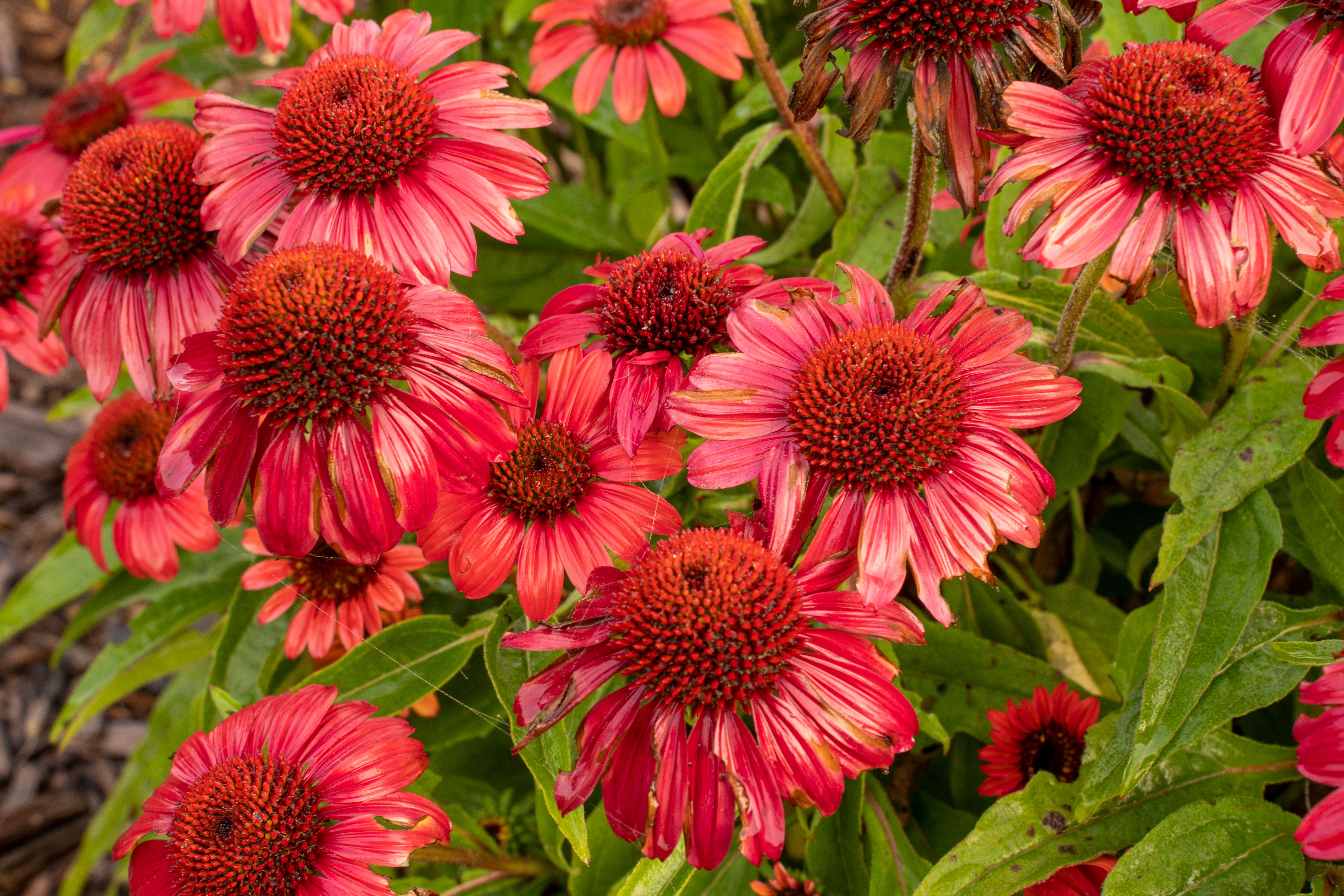 Close up of Red Coneflowers · Free Stock Photo