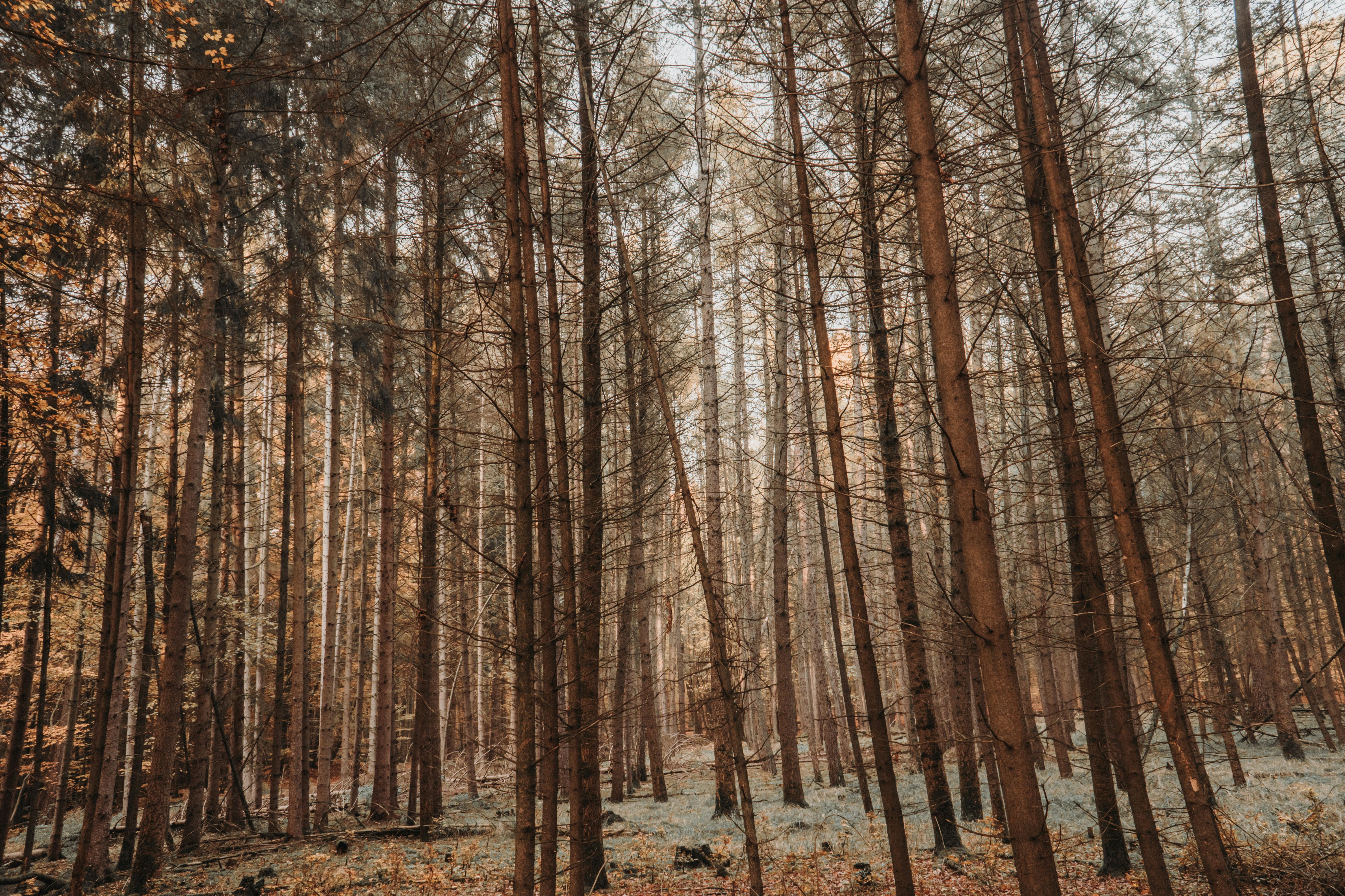 Tall, Evergreen Trees in Forest · Free Stock Photo