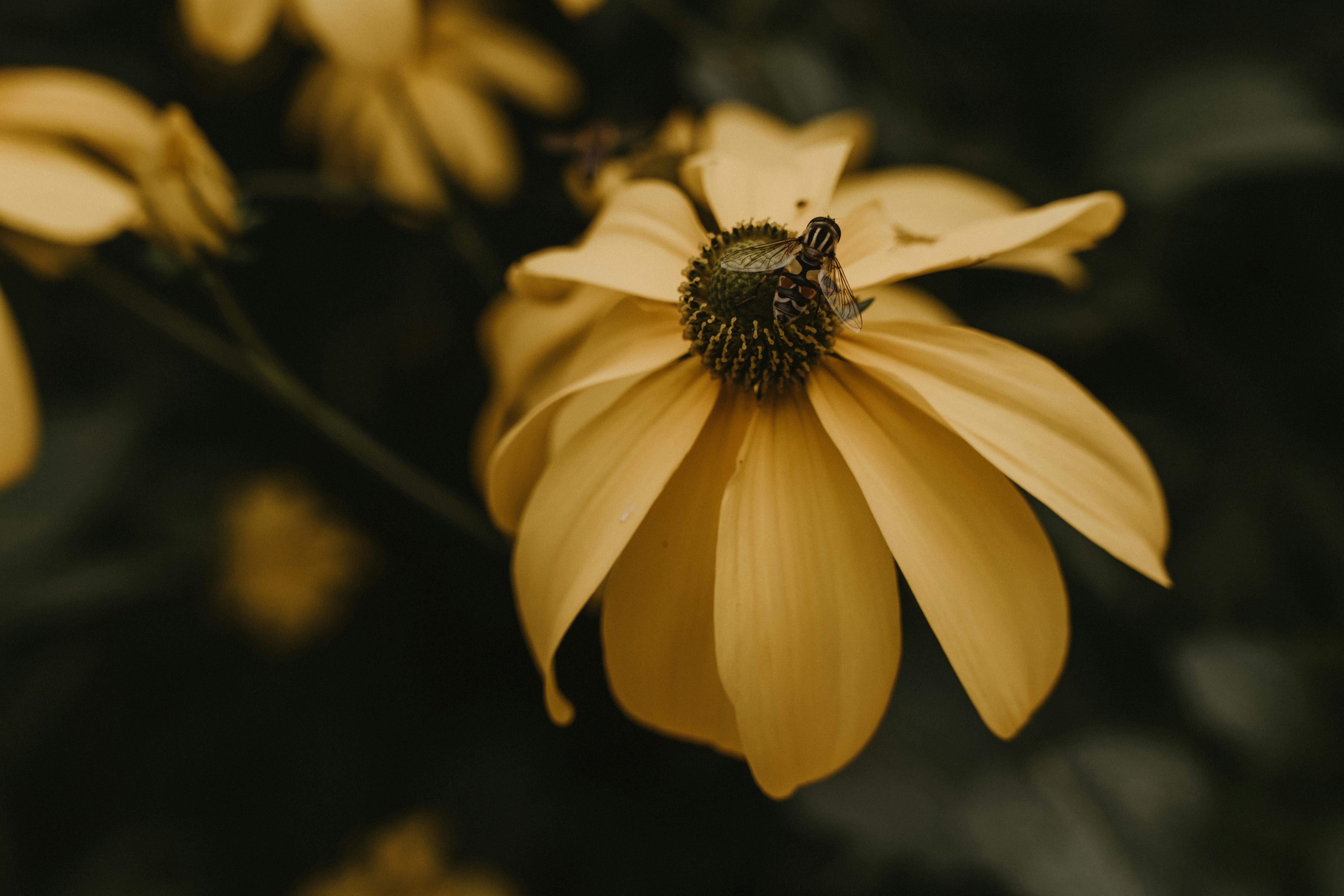 Tangent Plant Photos, Download The BEST Free Tangent Plant Stock Photos ...