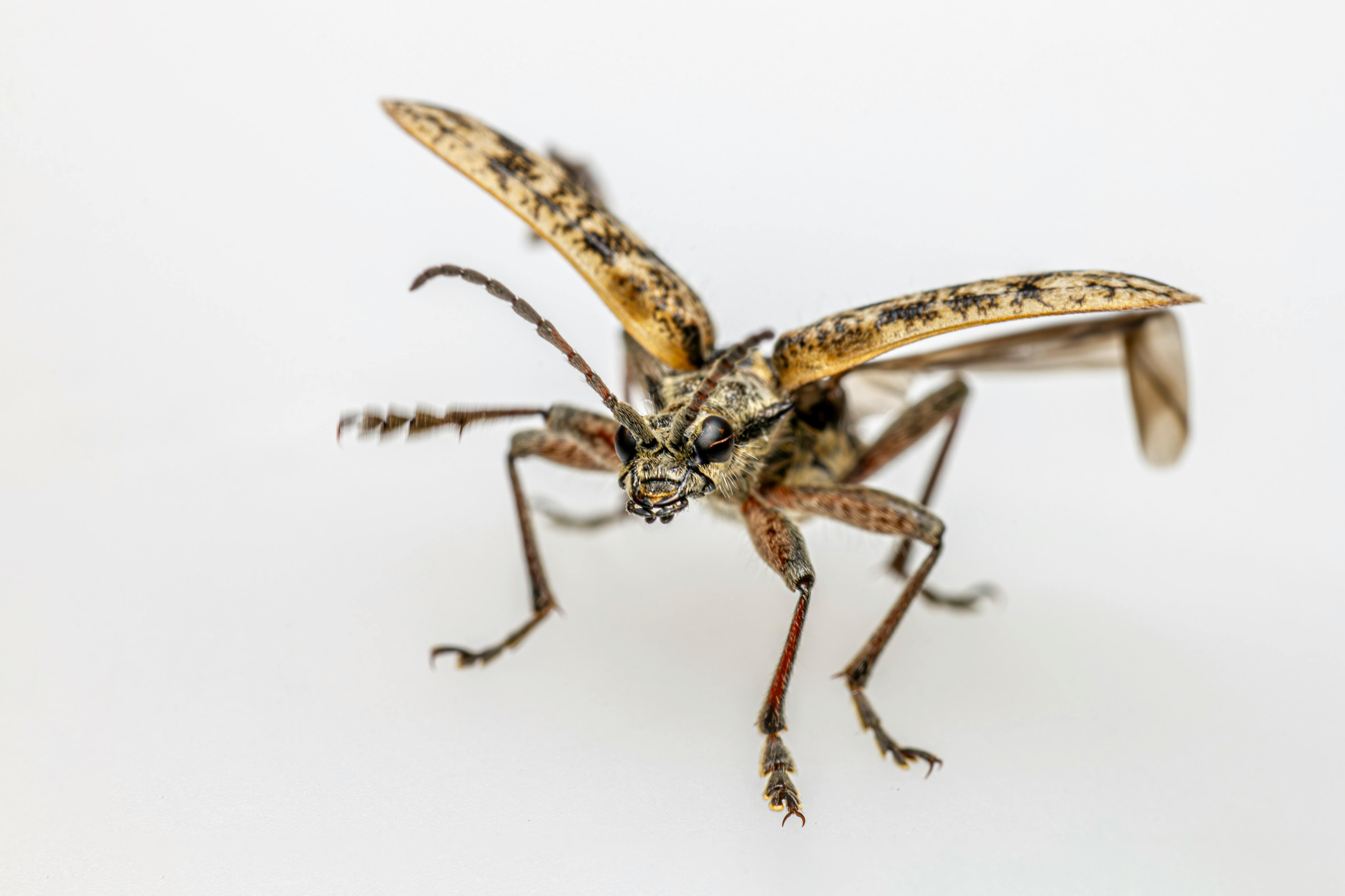 Flying Locust Photos, Download The BEST Free Flying Locust Stock Photos ...