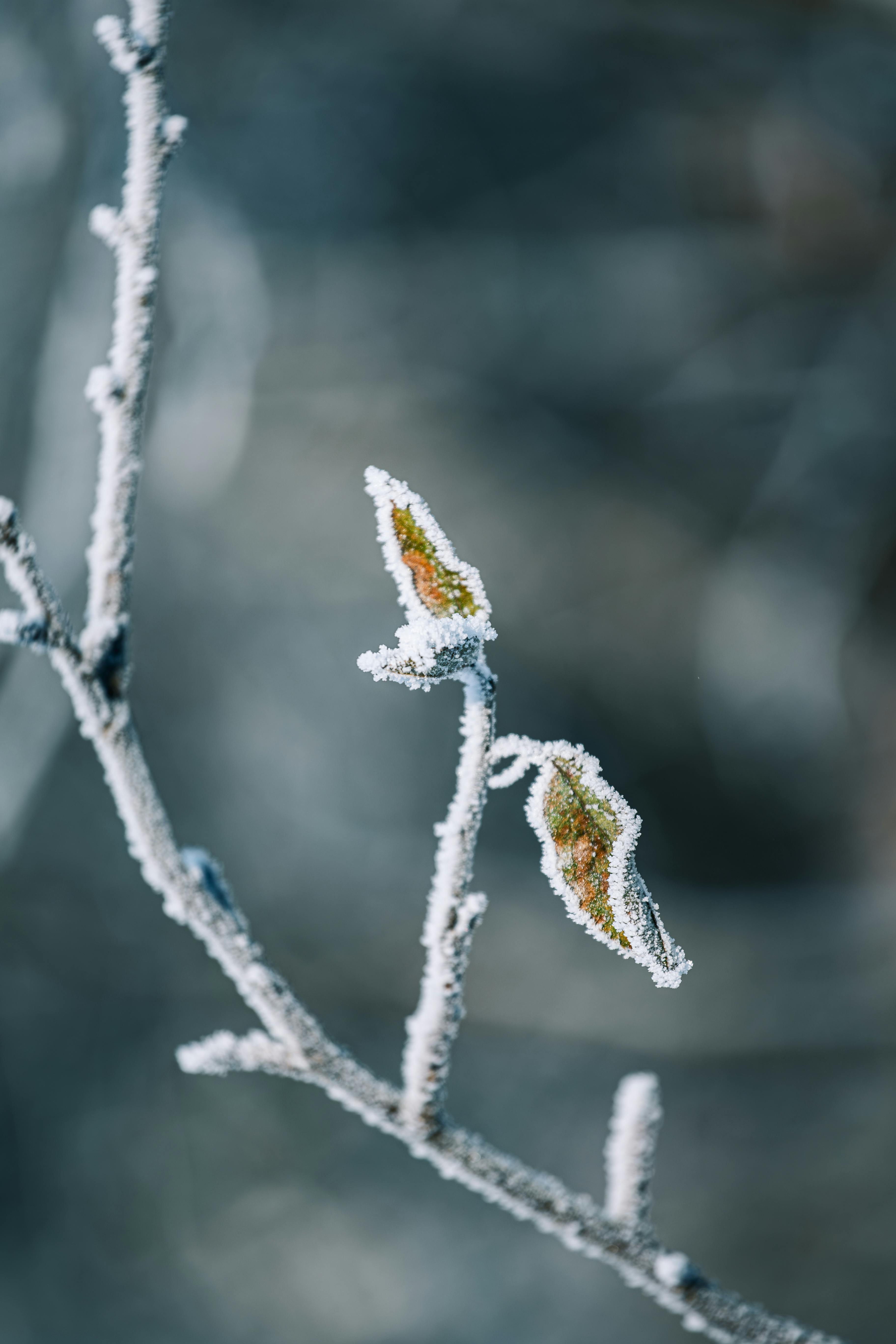 ice and snow on a branch with leaves in winter in forest · Free Stock Photo