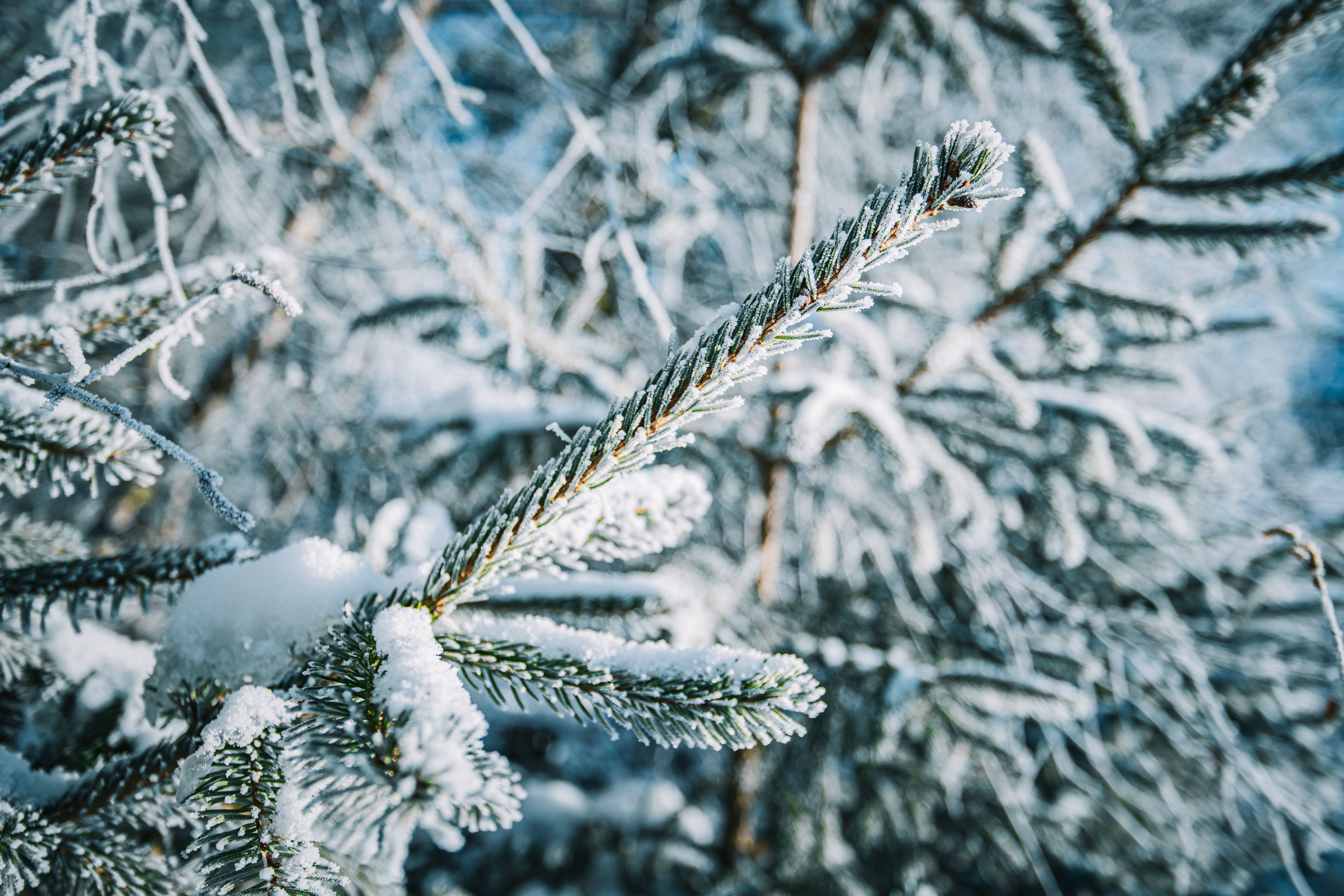 Snow Covered Branches of a Coniferous Tree · Free Stock Photo