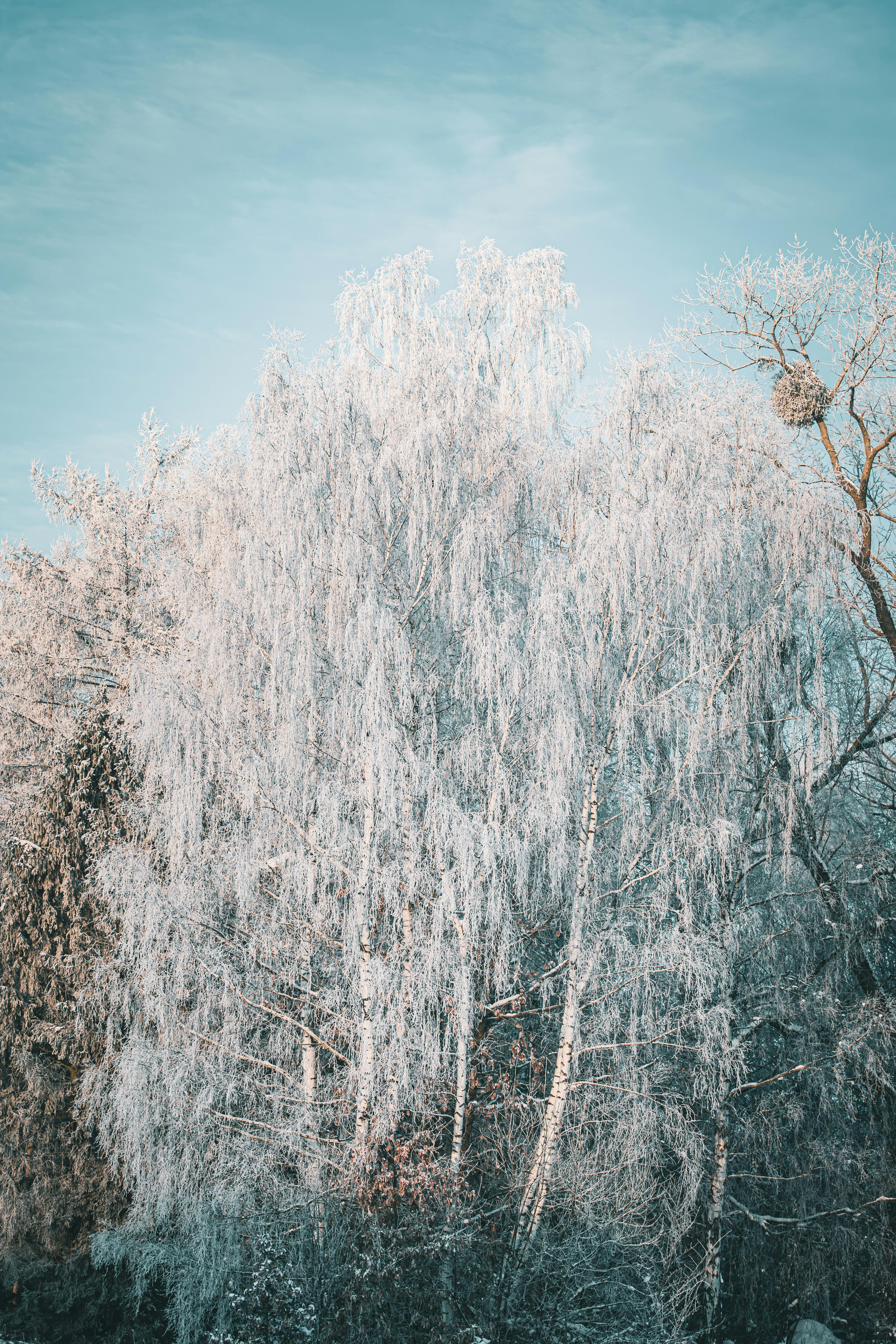 White Frosted Tree in Winter · Free Stock Photo