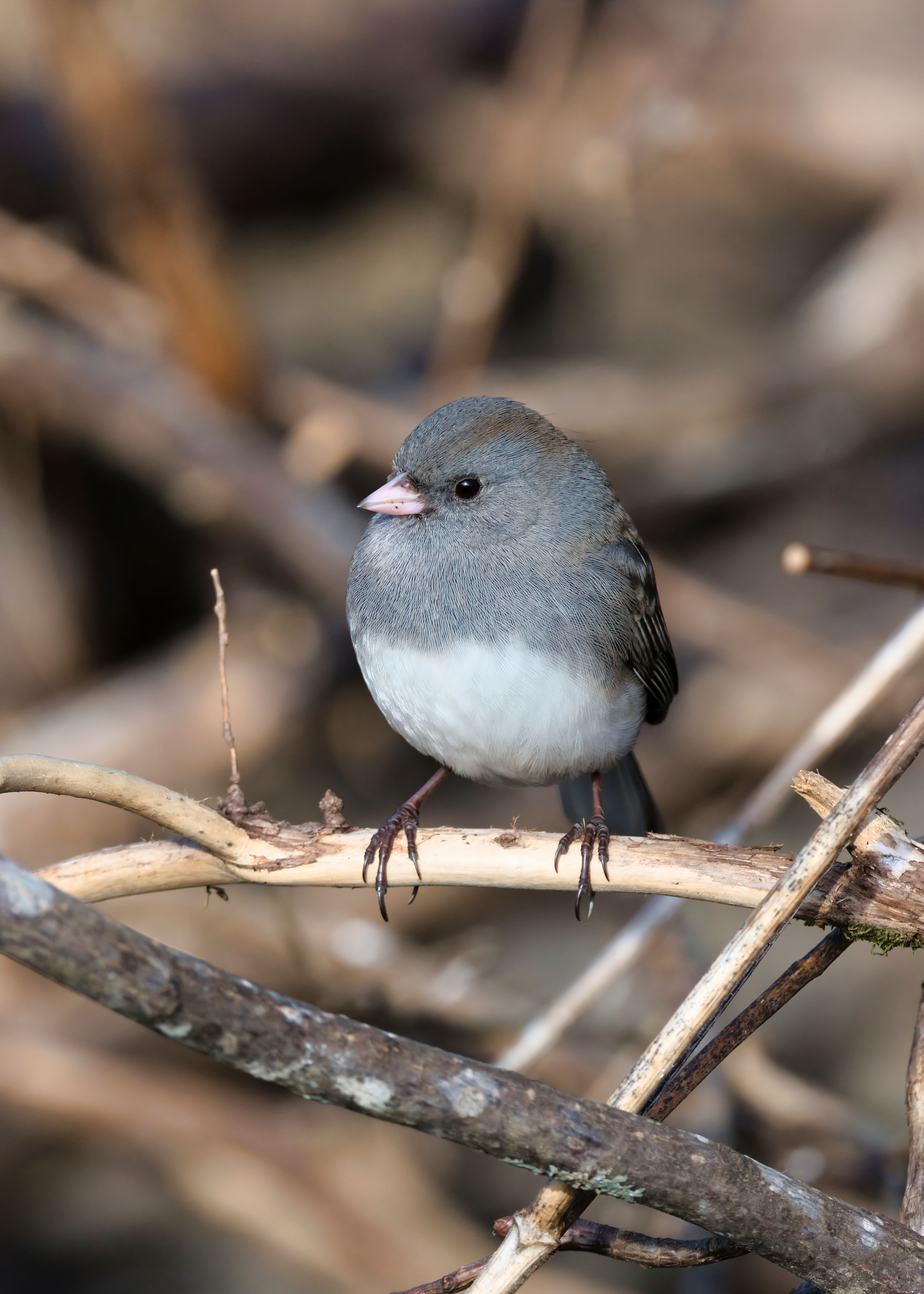Bird Plan Photos, Download The BEST Free Bird Plan Stock Photos & HD Images