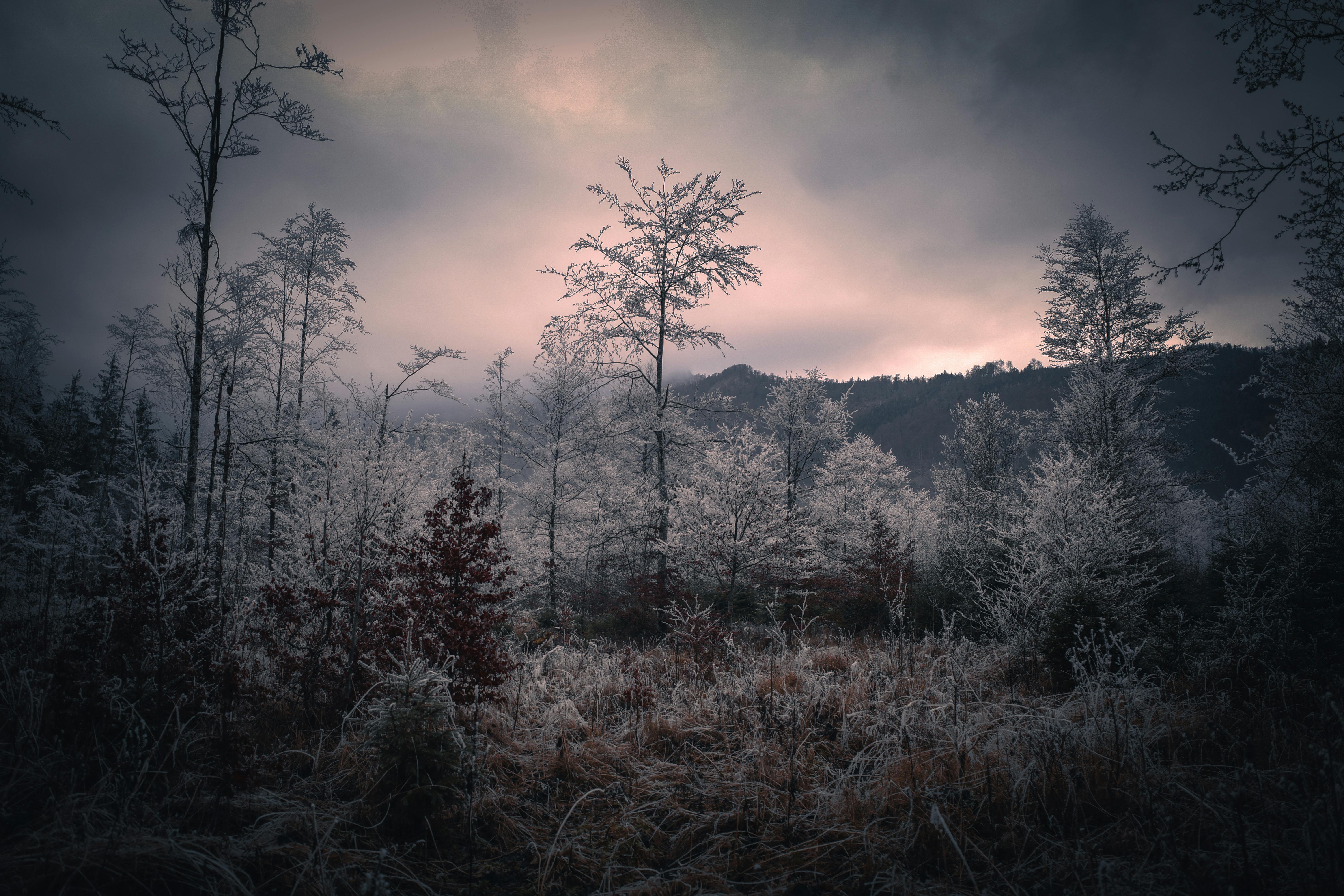 Raw Natural Picture Photos, Download The BEST Free Raw Natural Picture ...