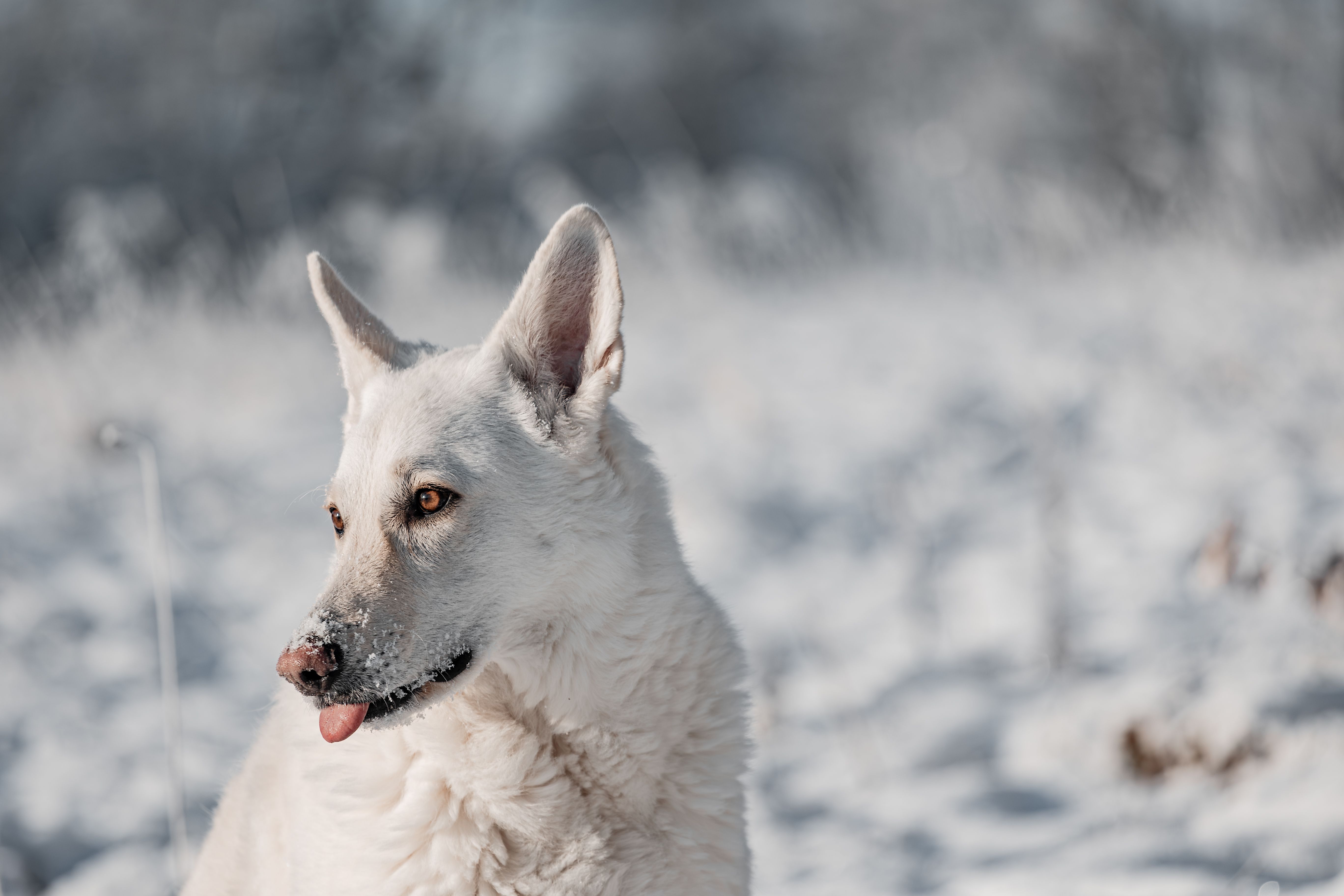 White Wolf Running Photos, Download The BEST Free White Wolf Running ...