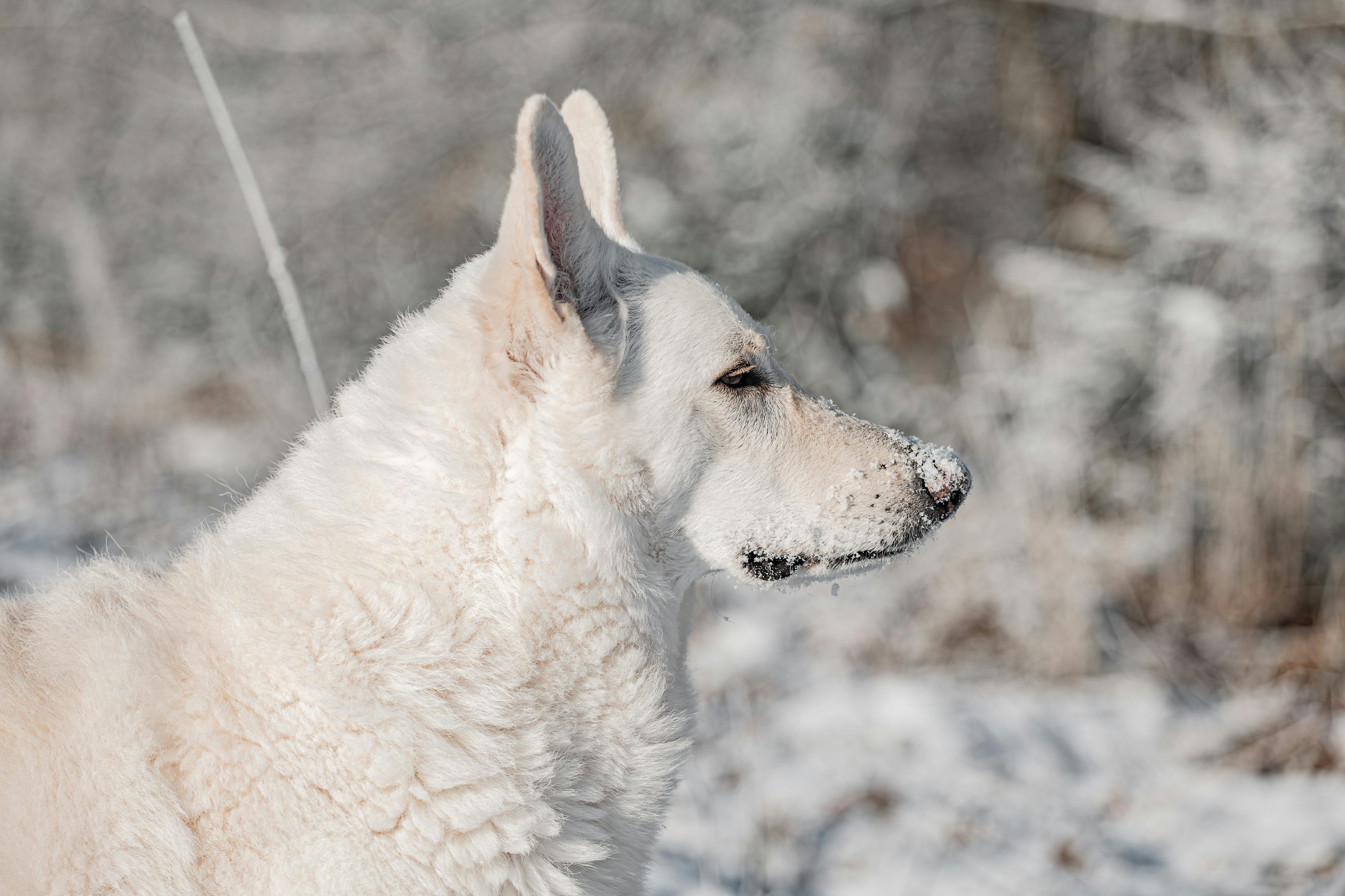 White Wolf Running Photos, Download The BEST Free White Wolf Running ...