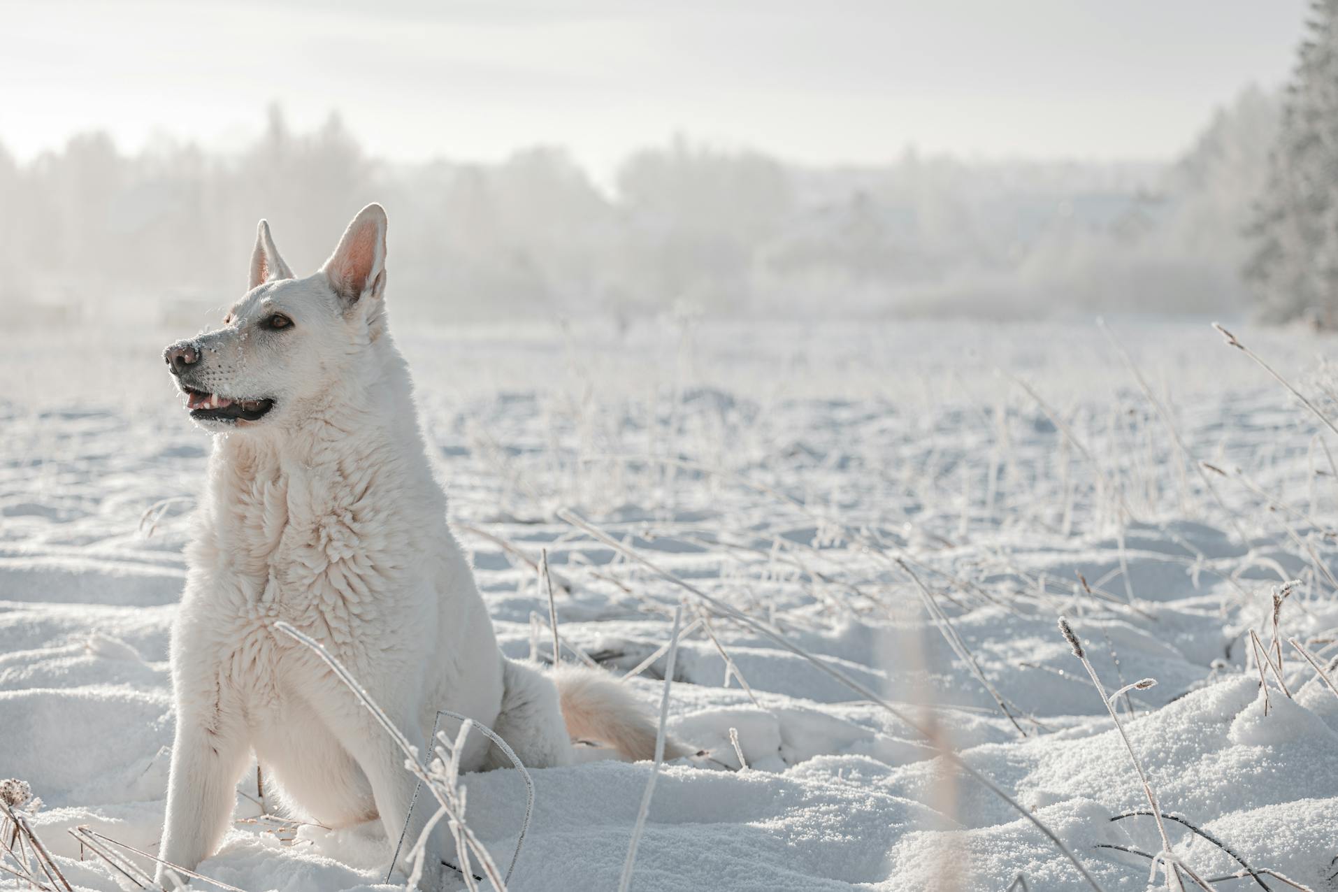 White Shepard Dog Ownership Guide: Essential Care and Tips