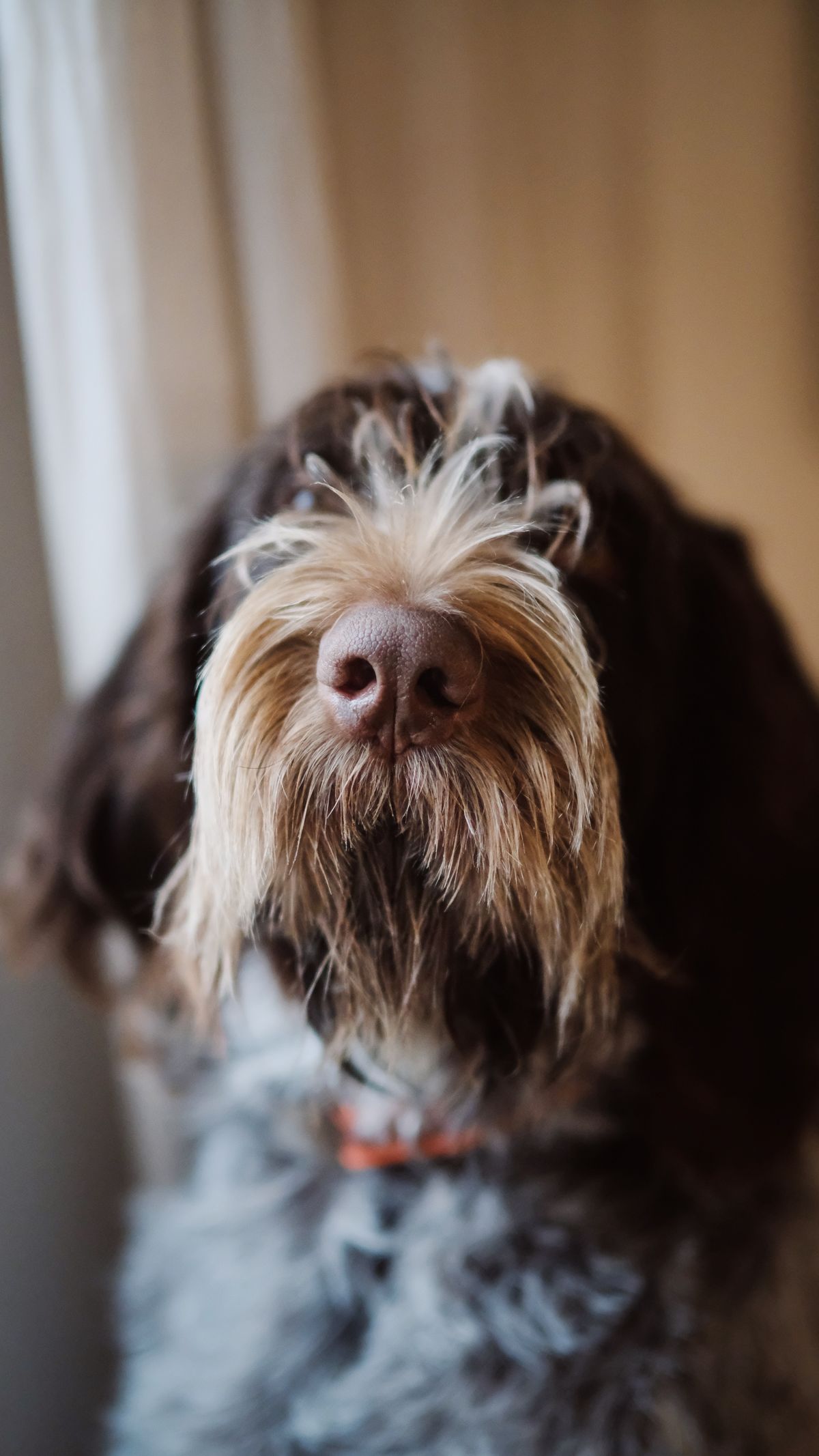 Furry Dog Photos, Download The BEST Free Furry Dog Stock Photos & HD Images