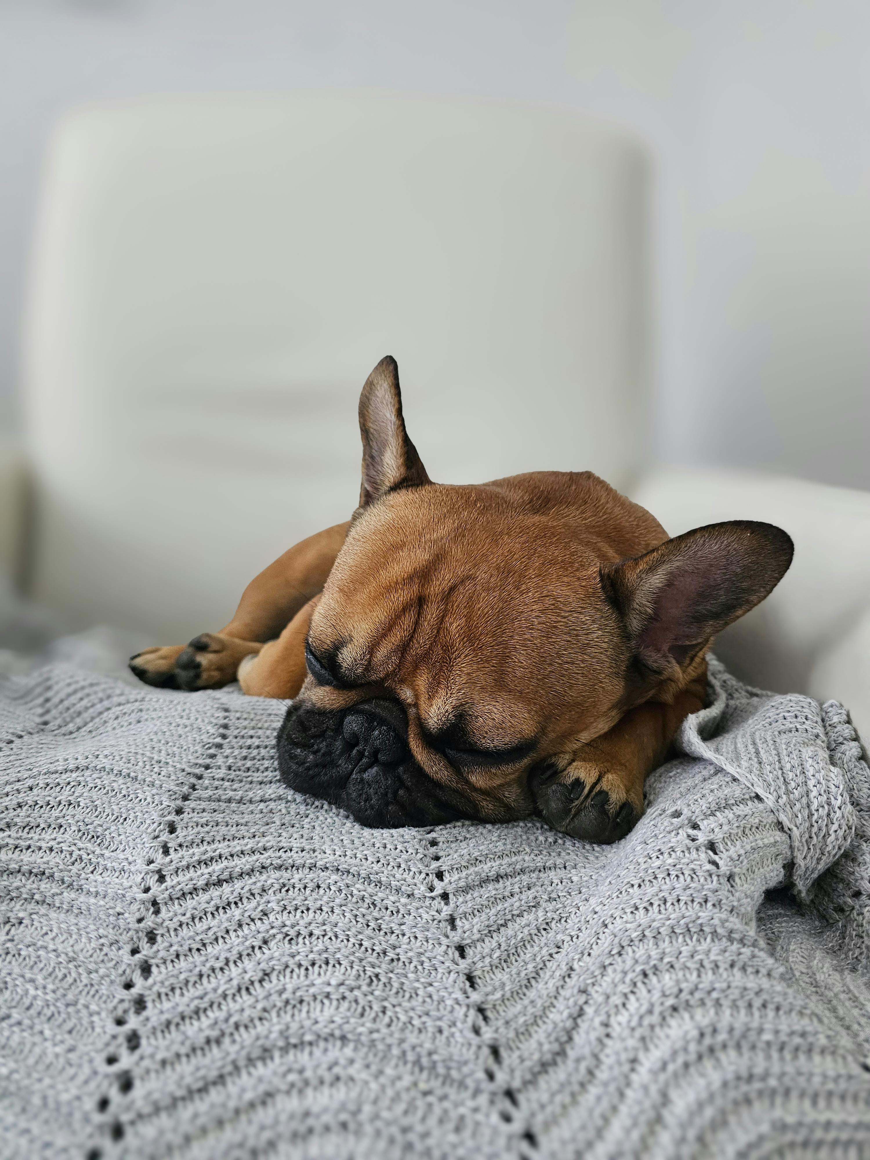 Frenchies Photos, Download The BEST Free Frenchies Stock Photos & HD Images