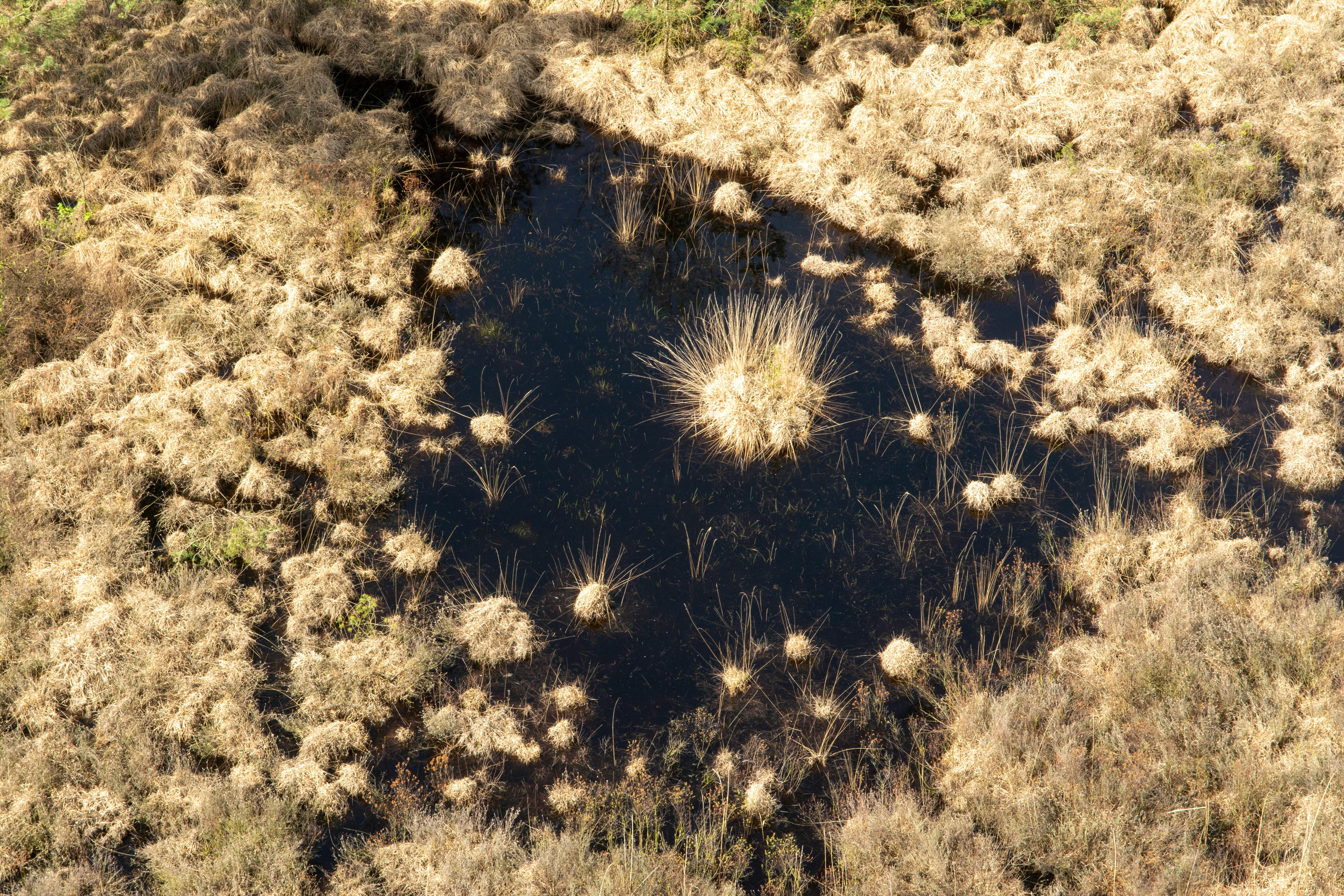 Weeds around Puddle · Free Stock Photo