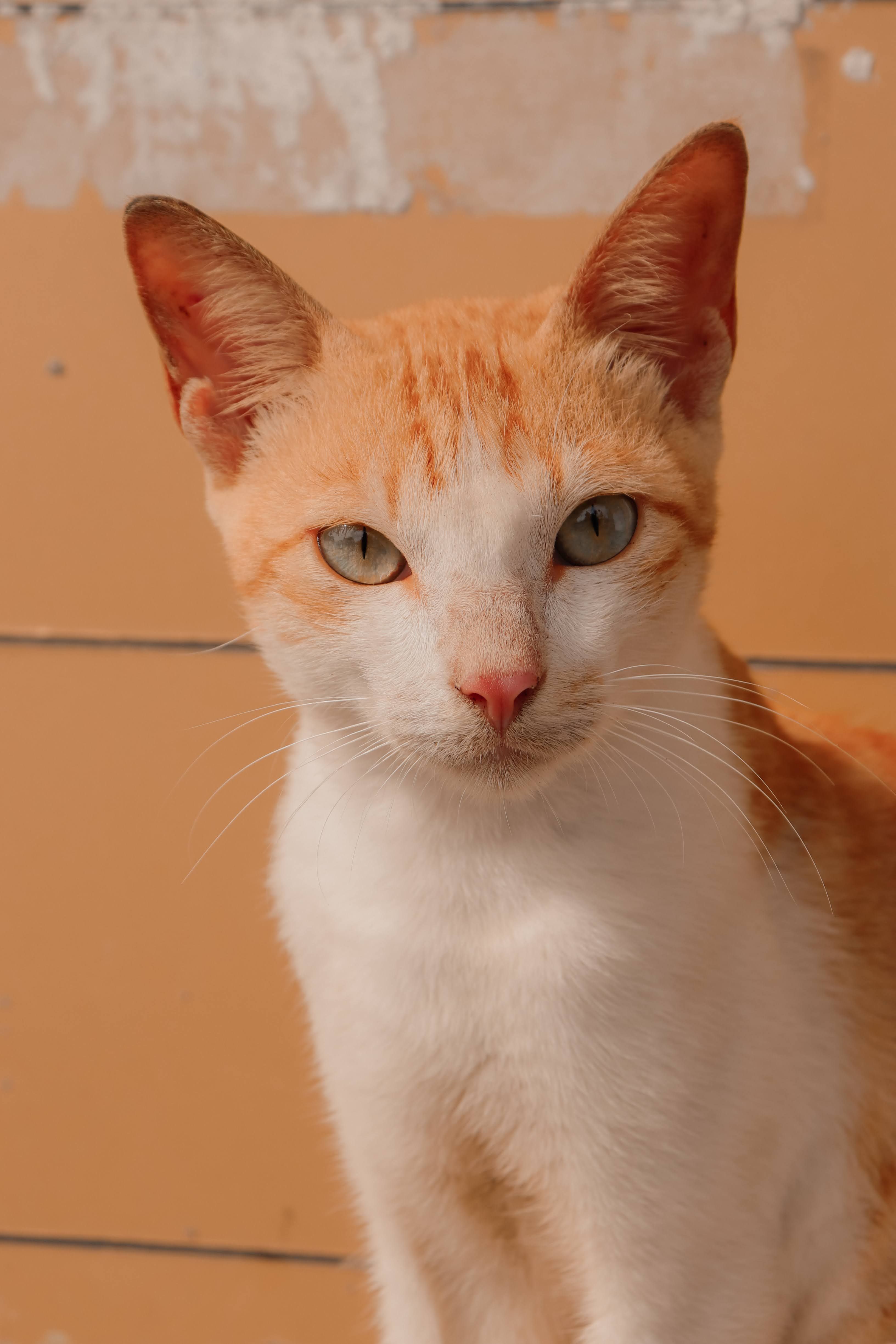 Cute Pets Photos, Download The BEST Free Cute Pets Stock Photos & HD Images