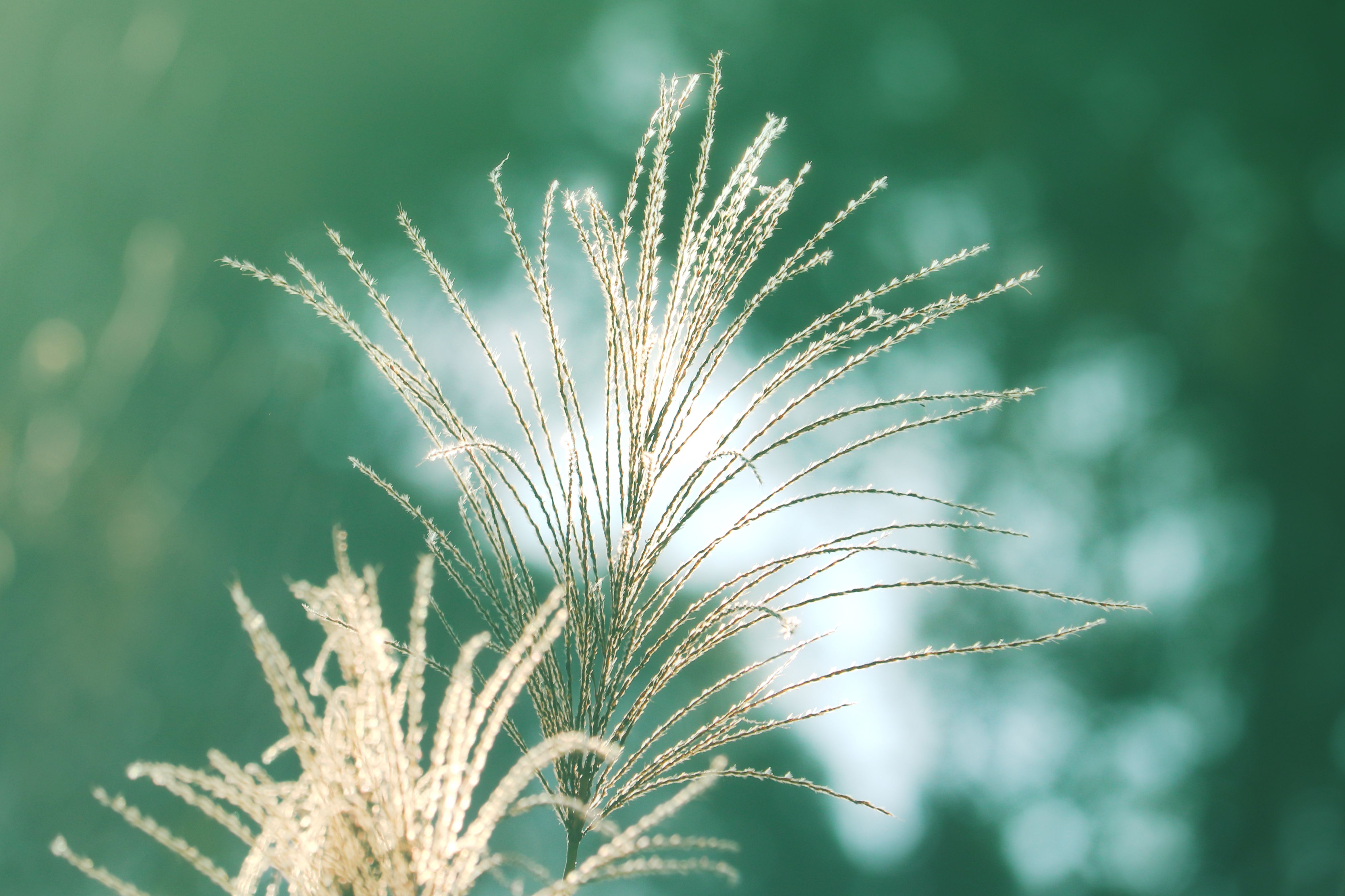 Close Up of Delicate Inflorescence · Free Stock Photo