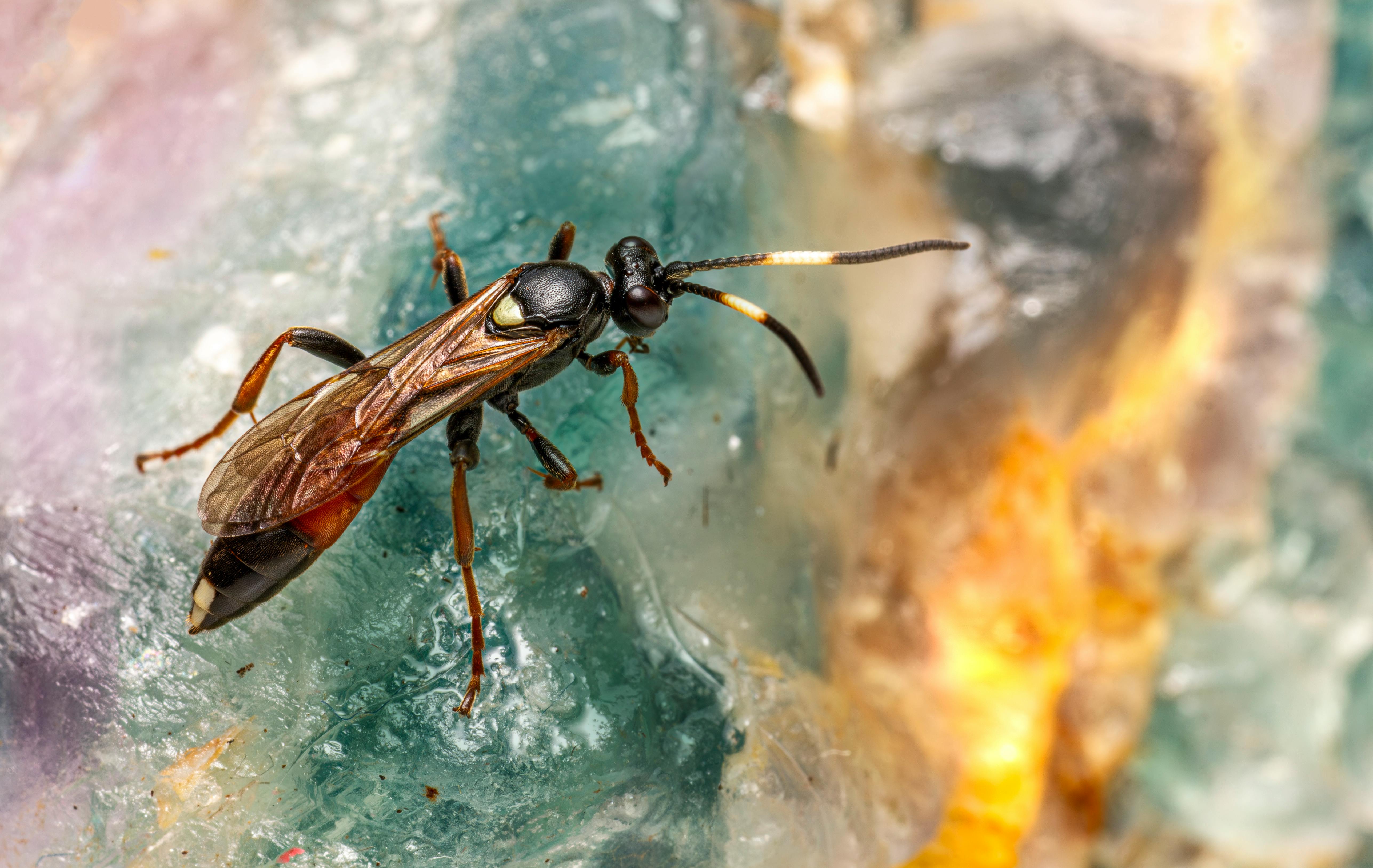 Close up of Insect on Ice · Free Stock Photo