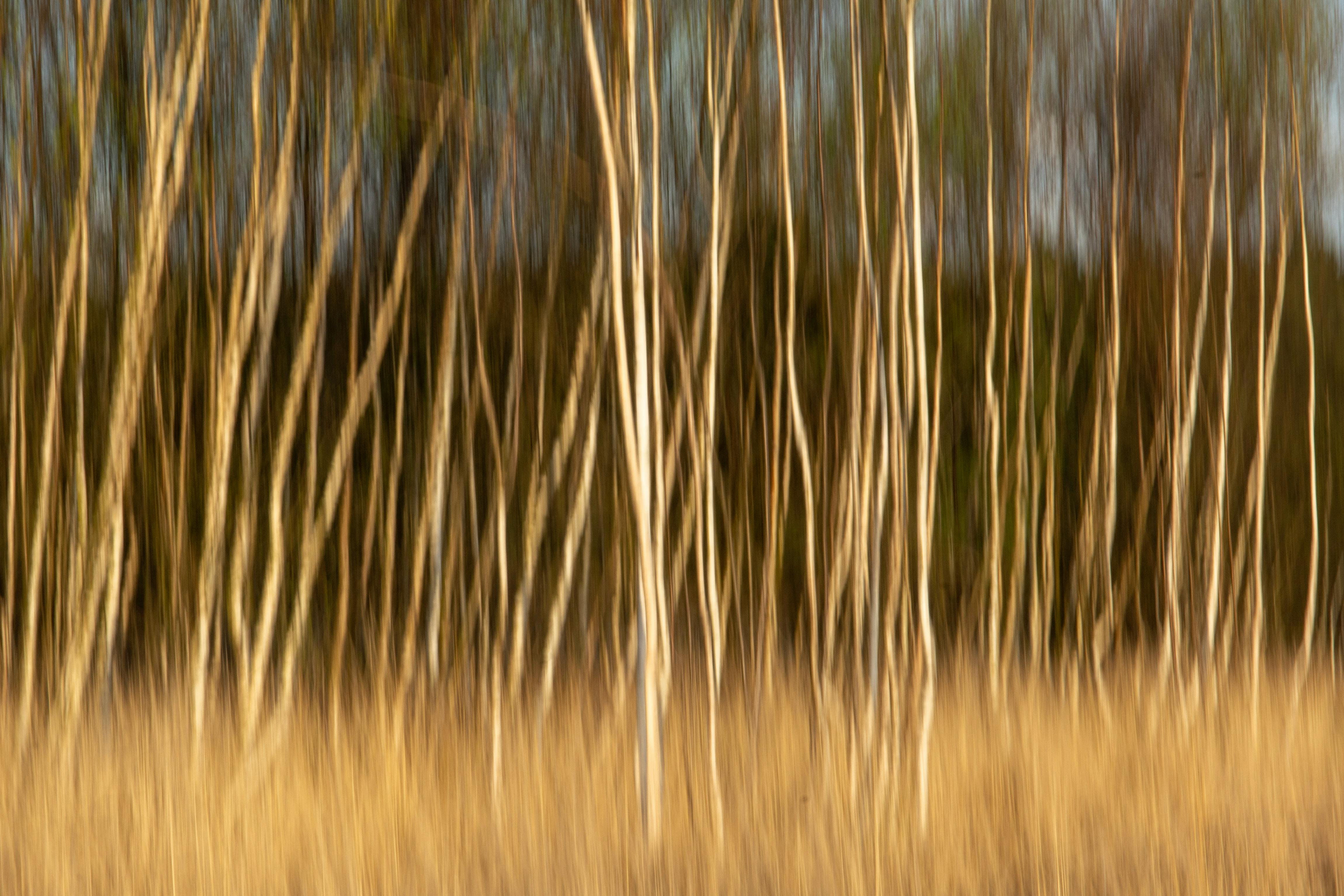 Gress Photos, Download The BEST Free Gress Stock Photos & HD Images