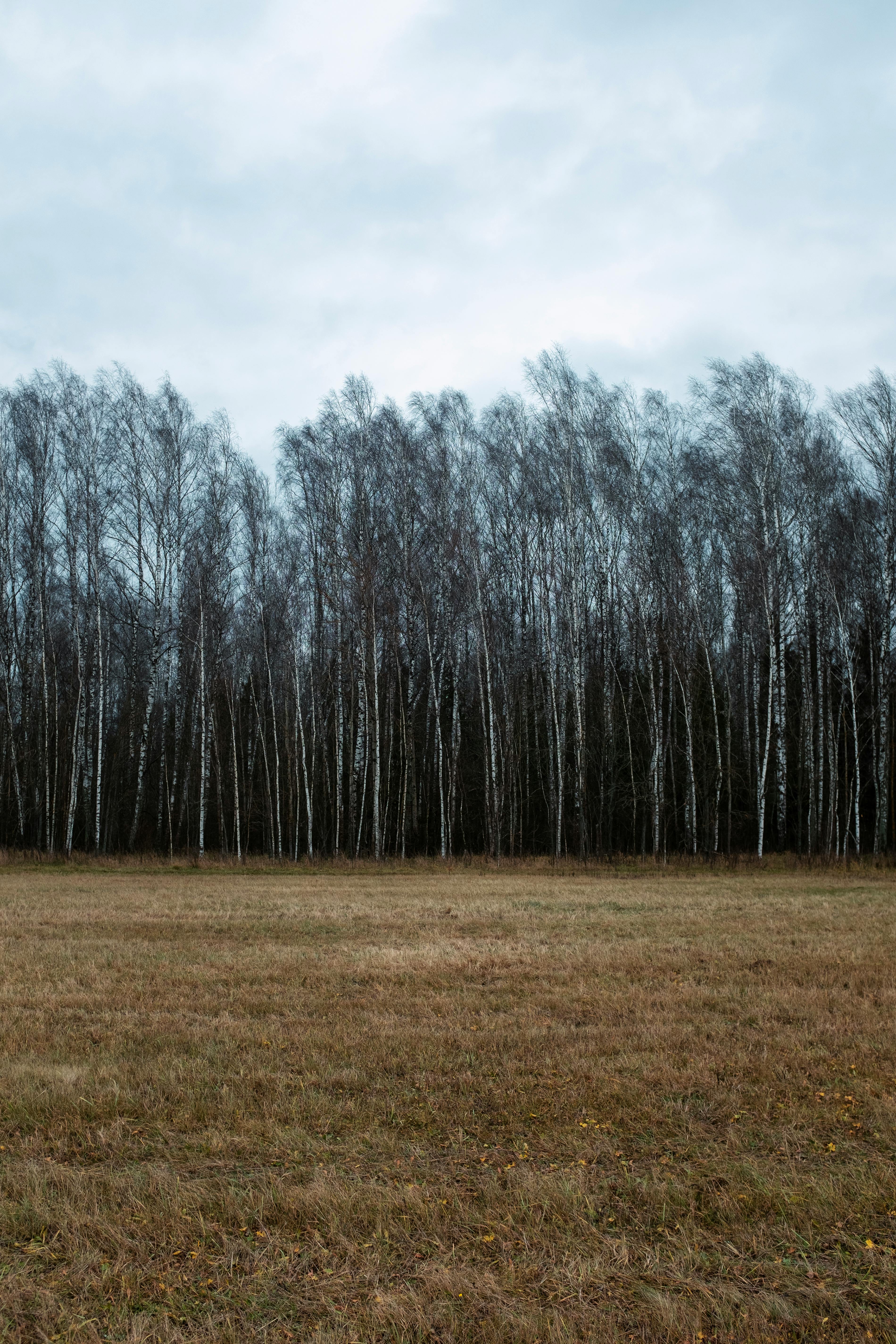 birch tree · Free Stock Photo